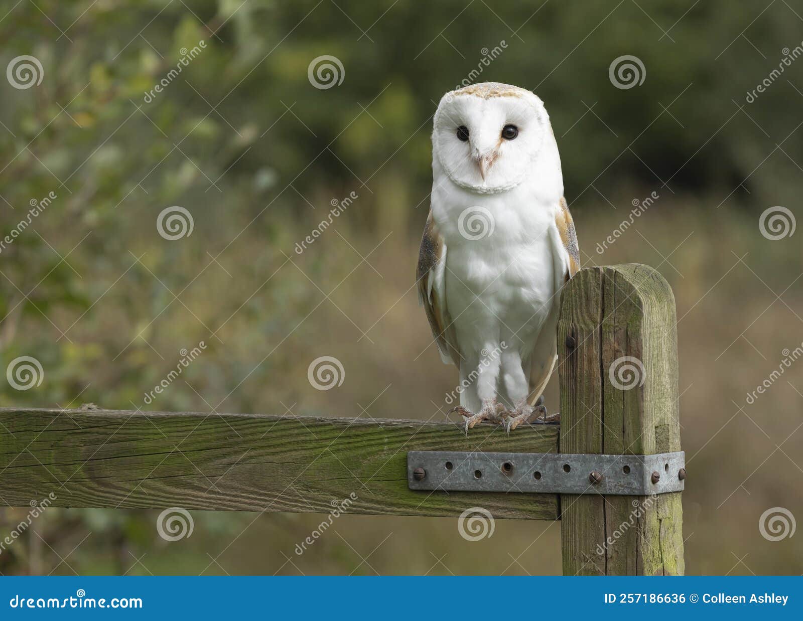 Barn Owl Sat on a Gate Post Stock Photo - Image of feather, barn: 257186636