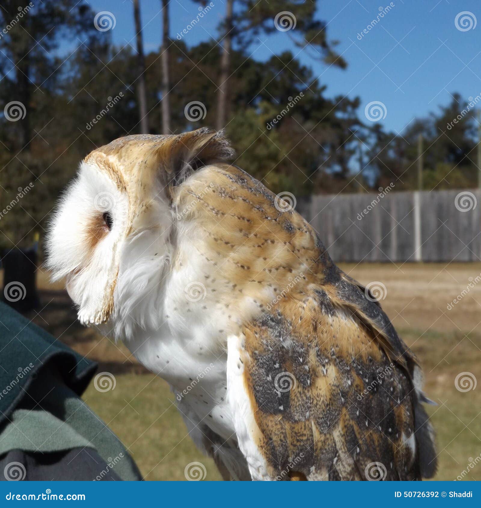 Barn Owl stock photo. Image of side, bird, view, barn - 50726392