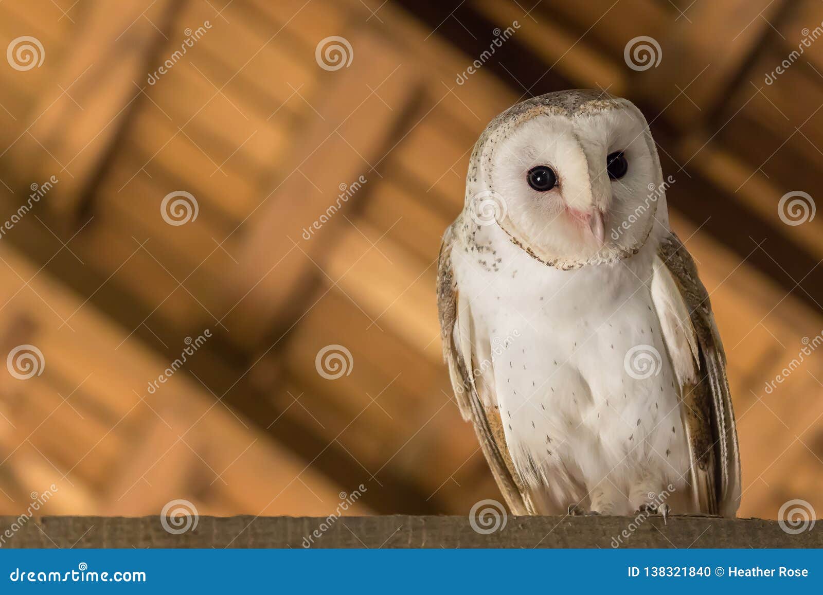 Barn owl sitting on a beam stock photo. Image of common - 138321840