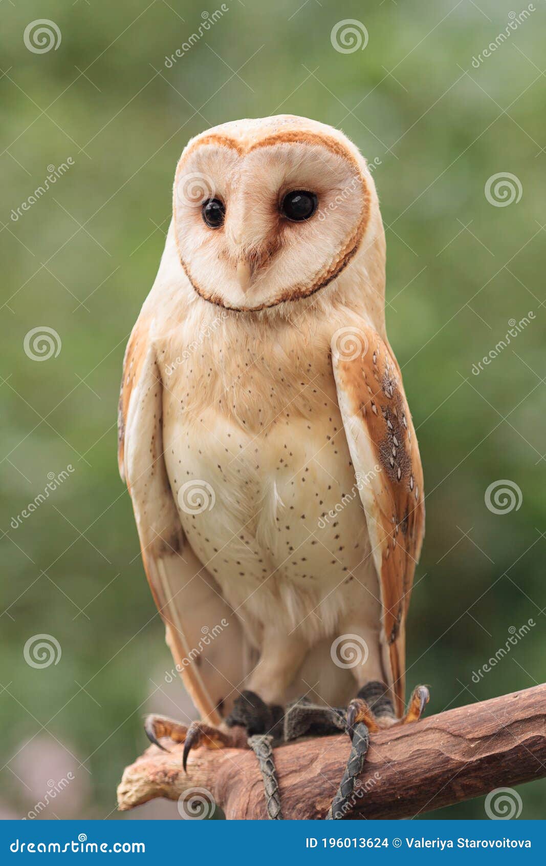 Barn Owl Sitting on Branch with Green Grass Summer Stock Photo - Image ...