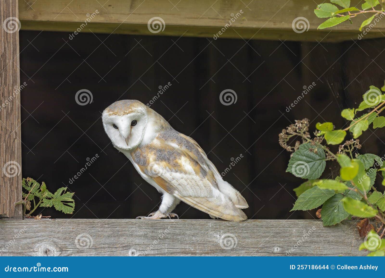 Barn Owl Sitting In Open Window Of A Shed Royalty-Free Stock Image ...