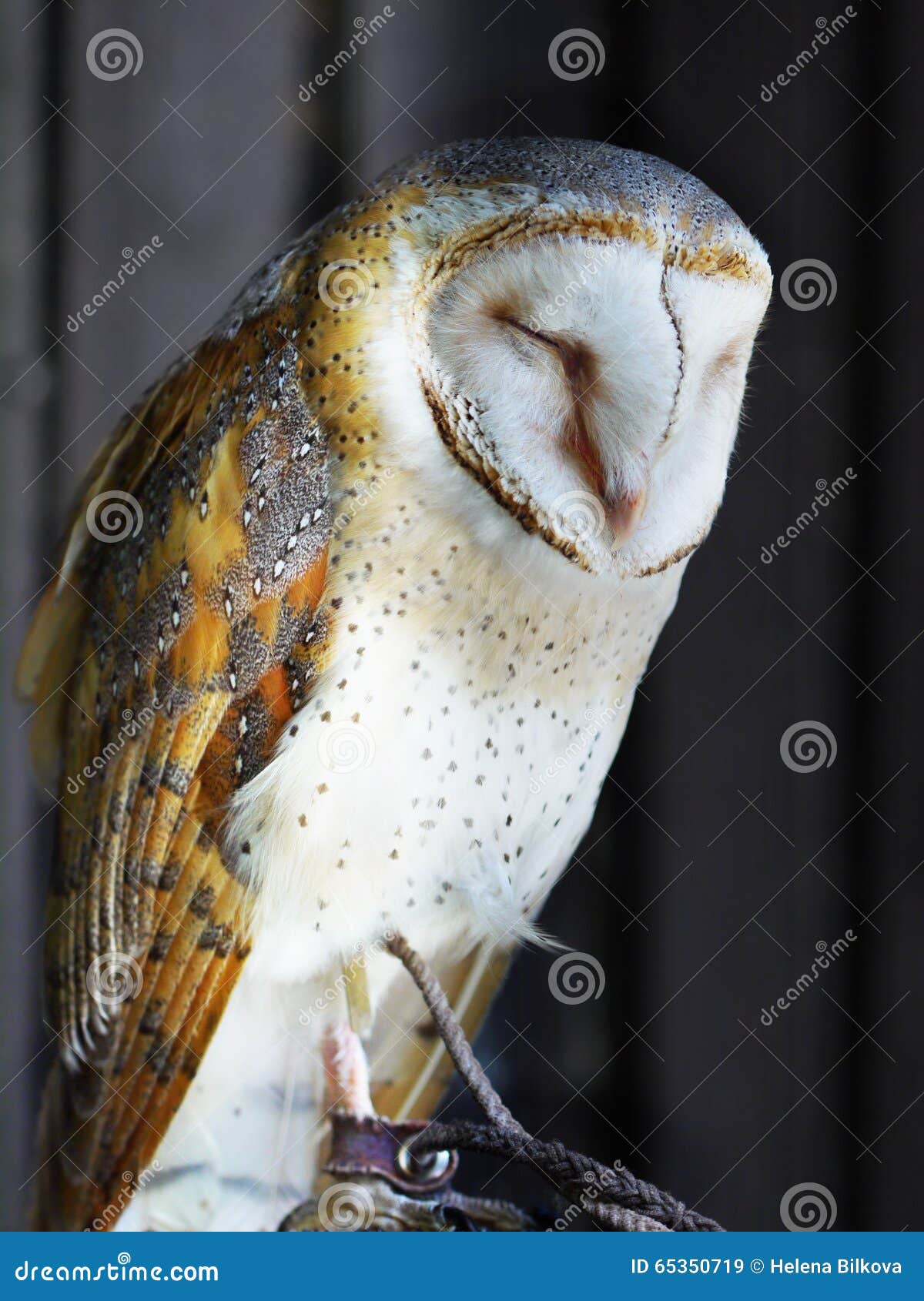 Barn Owl stock image. Image of closeup, white, wildlife - 65350719