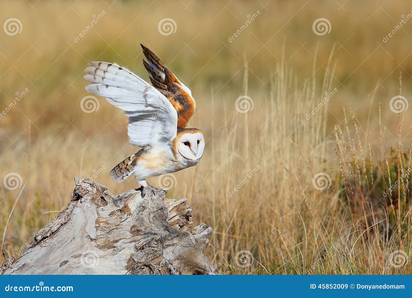 Barn Owl Sitting on a Stump Stock Image - Image of wings, outdoors ...