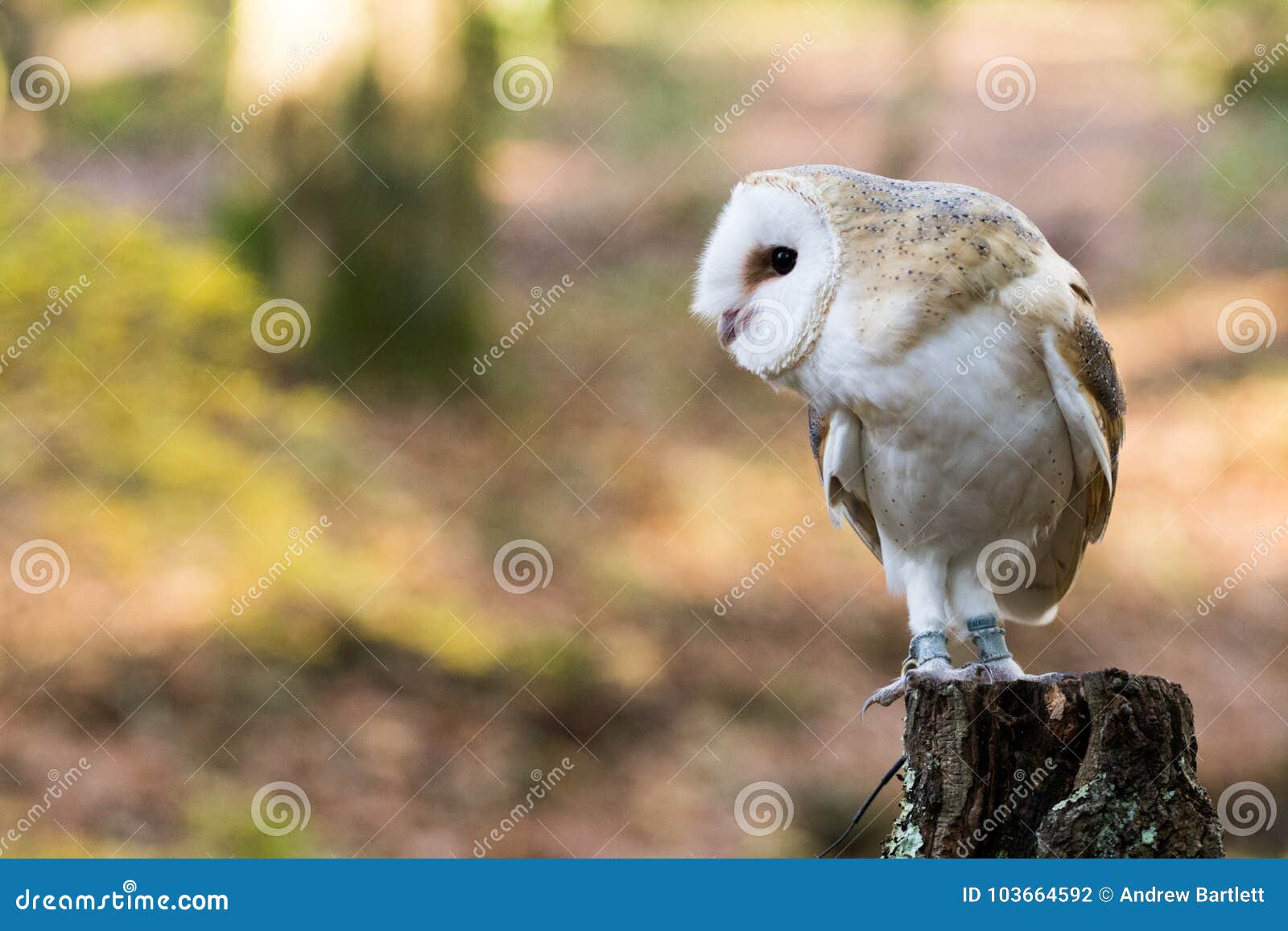 A Barn Owl Sitting on a Tree Stump. Stock Photo - Image of trees ...