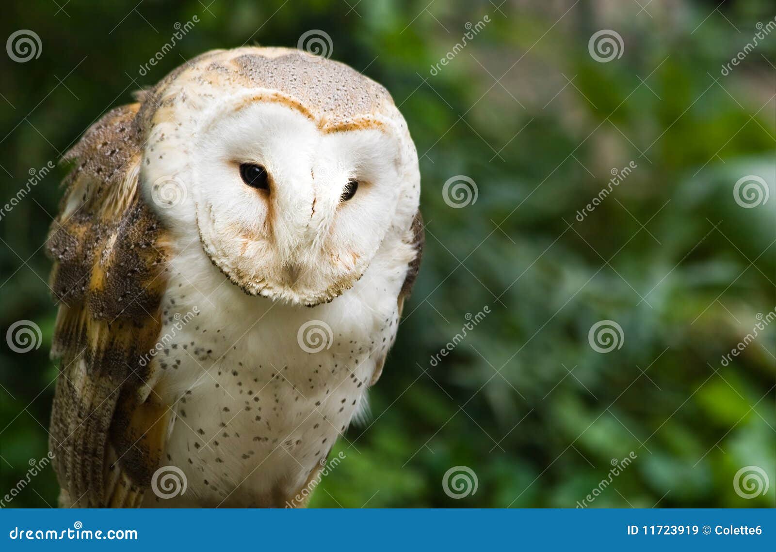 Barn Owl Sitting and Watching - Horizontal Stock Image - Image of beak ...
