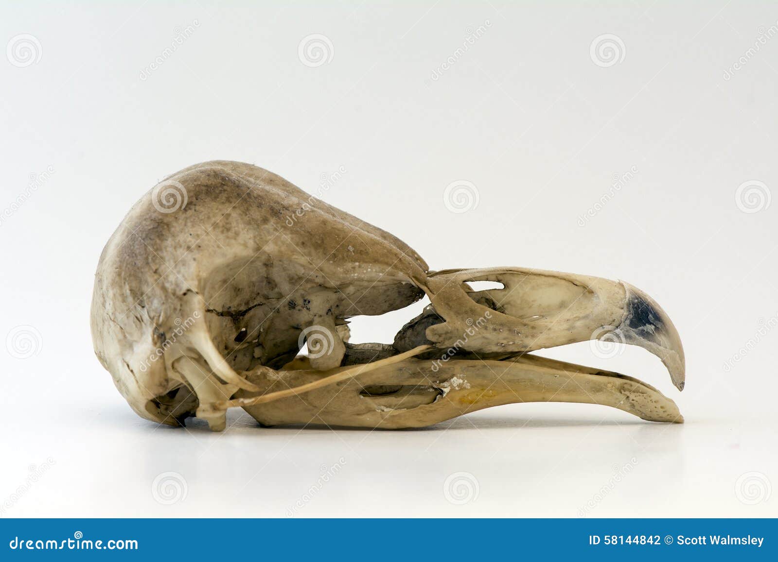 Barn Owl Skull stock photo. Image of study, bones, wild - 58144842