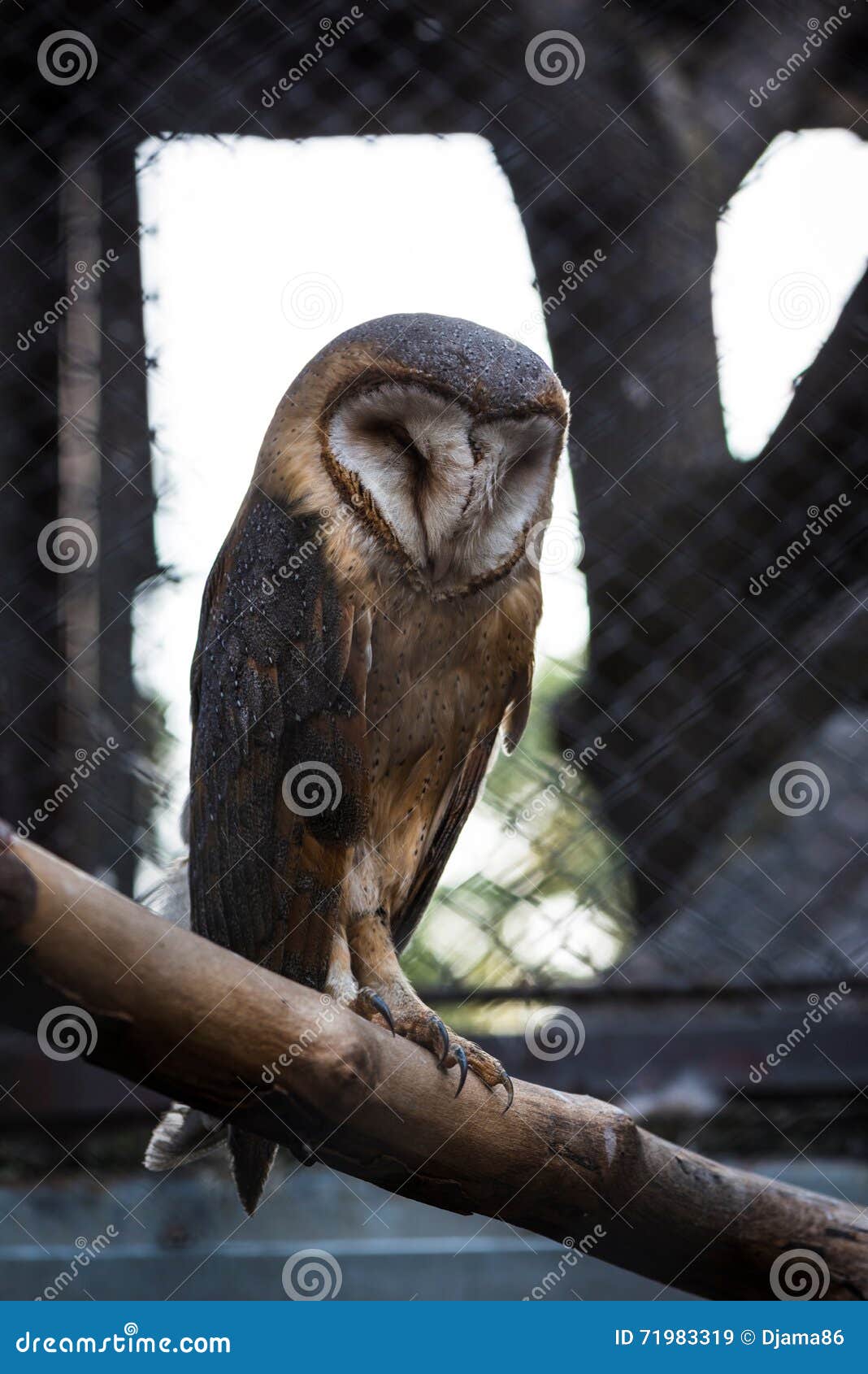 A Barn Owl stock image. Image of isolated, avian, front - 71983319