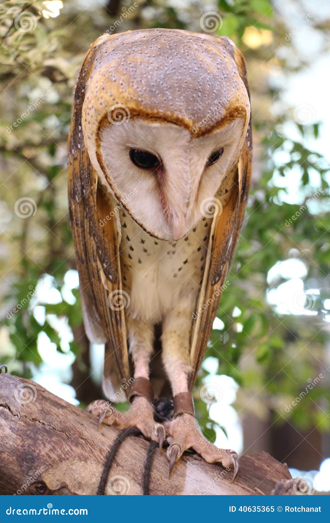 Barn owl stock image. Image of nature, predator, timber - 40635365