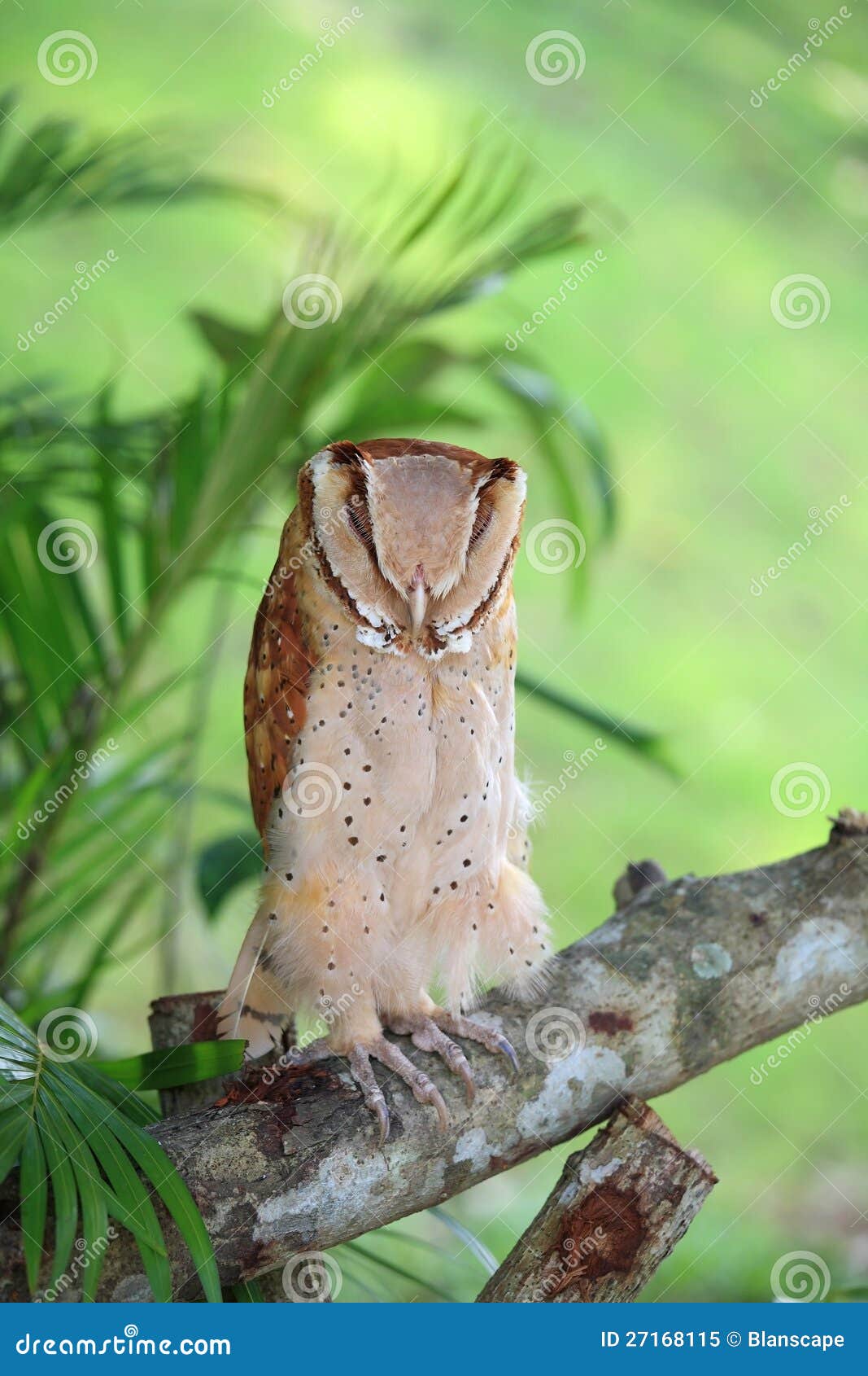Barn Owl Sleeping on the Tree Stock Image - Image of beak, closeup ...