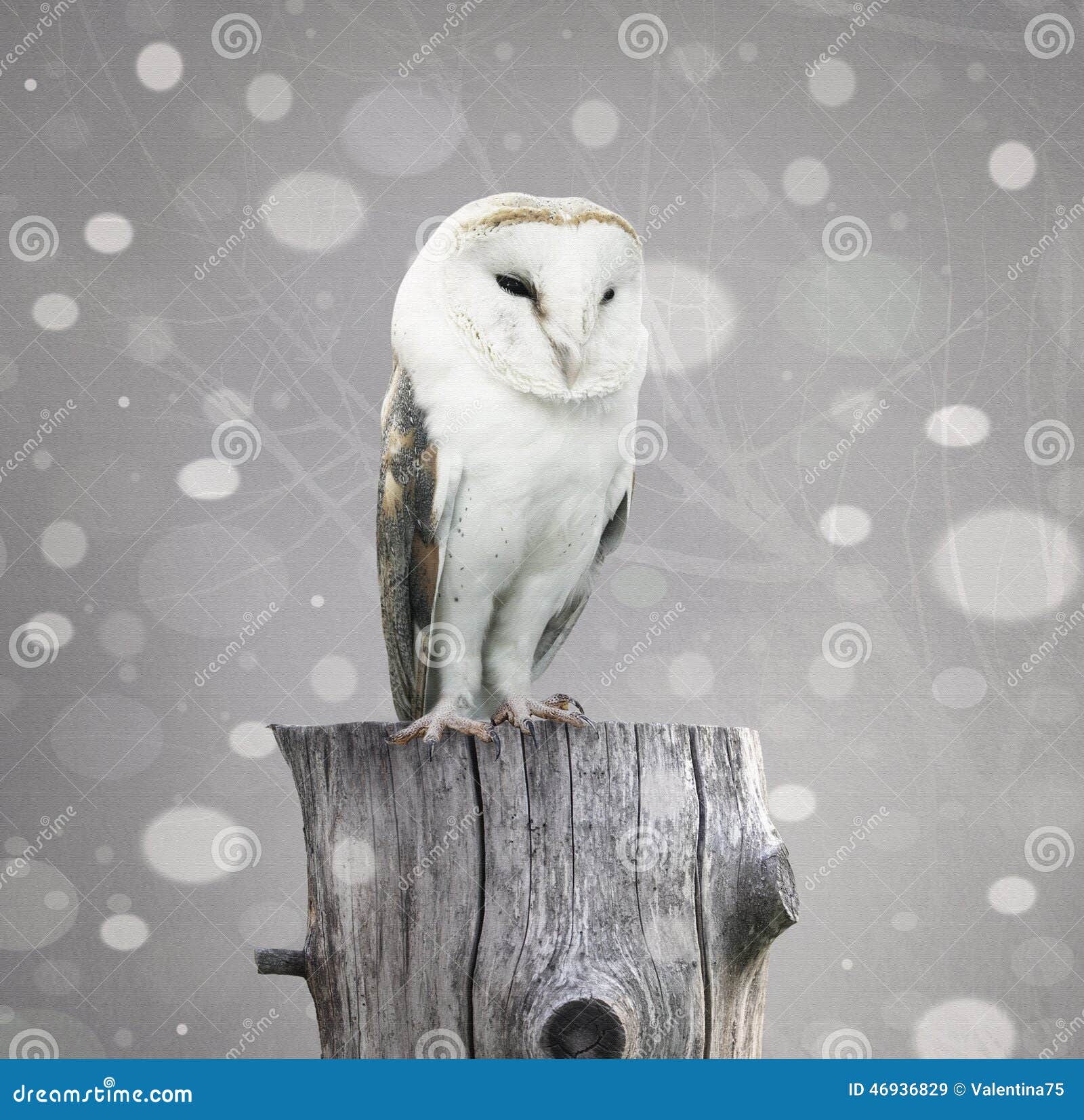 Barn Owl with snow stock illustration. Illustration of snow - 46936829