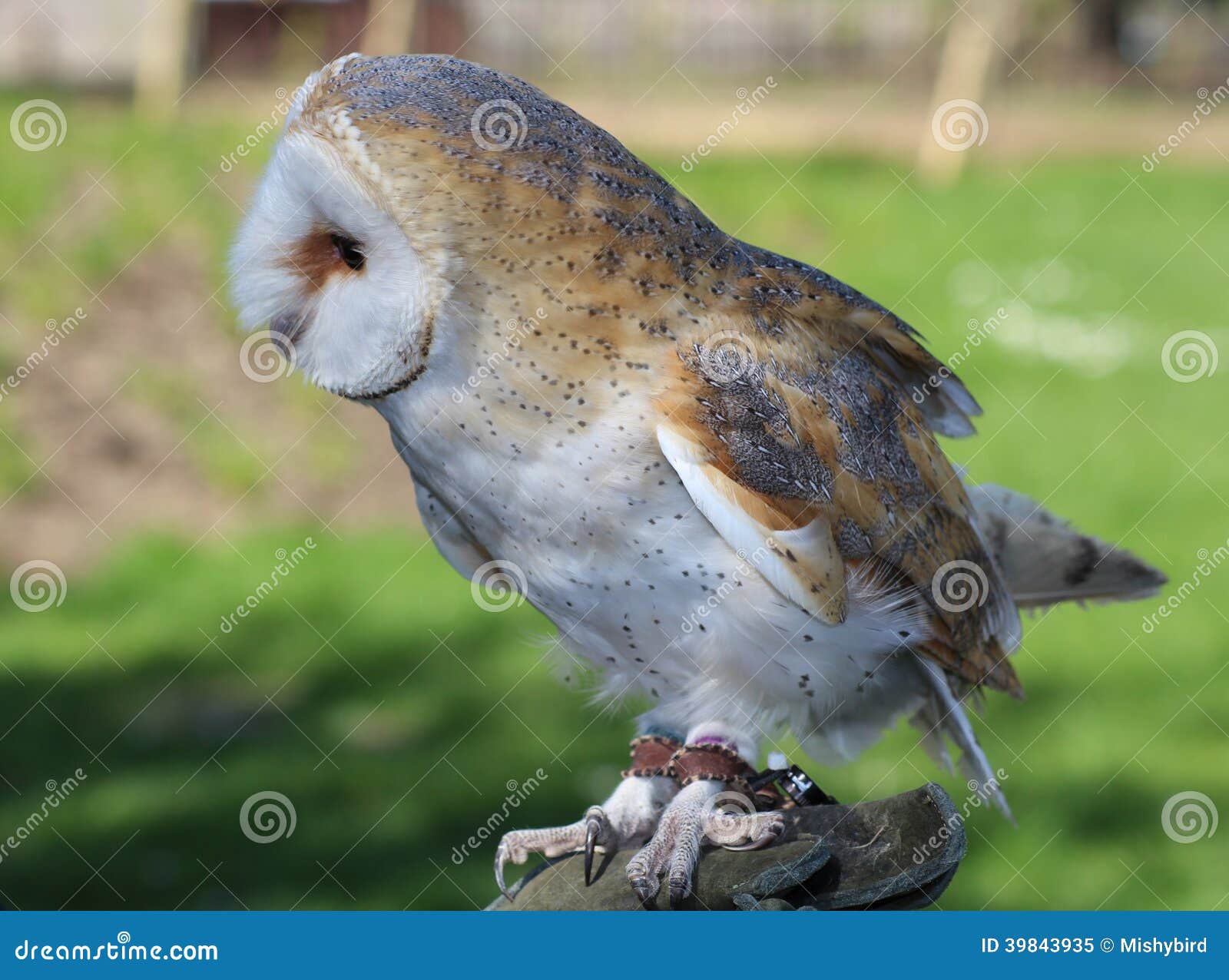 A barn owl stock image. Image of head, talon, tail, span - 39843935