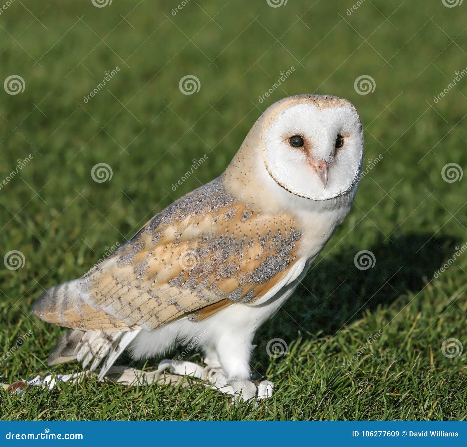 Barn Owl Standing on Grass Looking at Camera. Stock Image - Image of ...