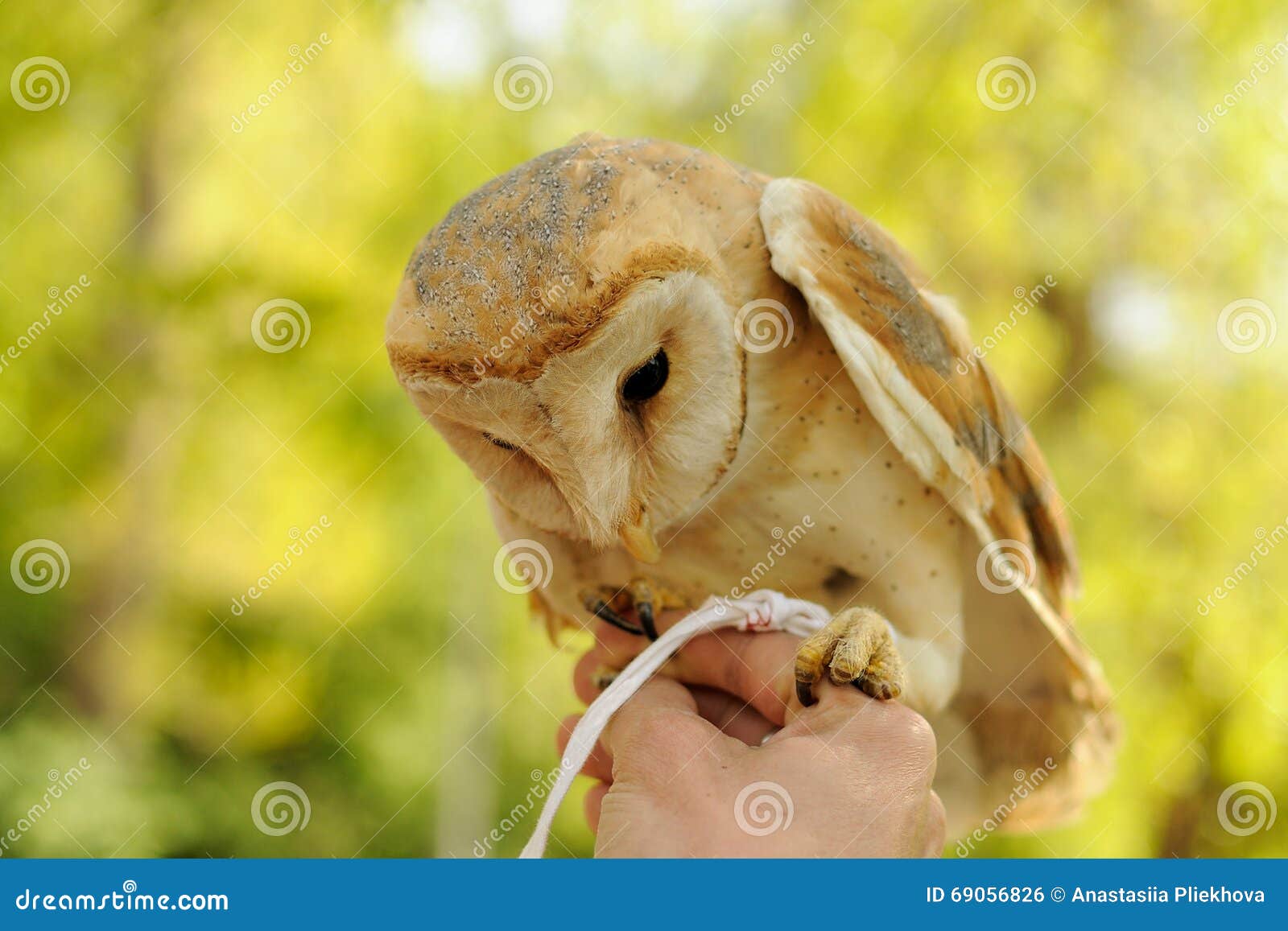 Barn Owl Standing on the Human Hands Stock Photo - Image of fluffy ...