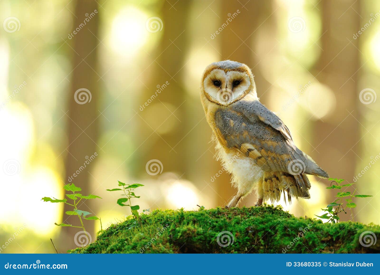 Barn Owl Standing on the Moss Stock Image - Image of beautiful, wings ...