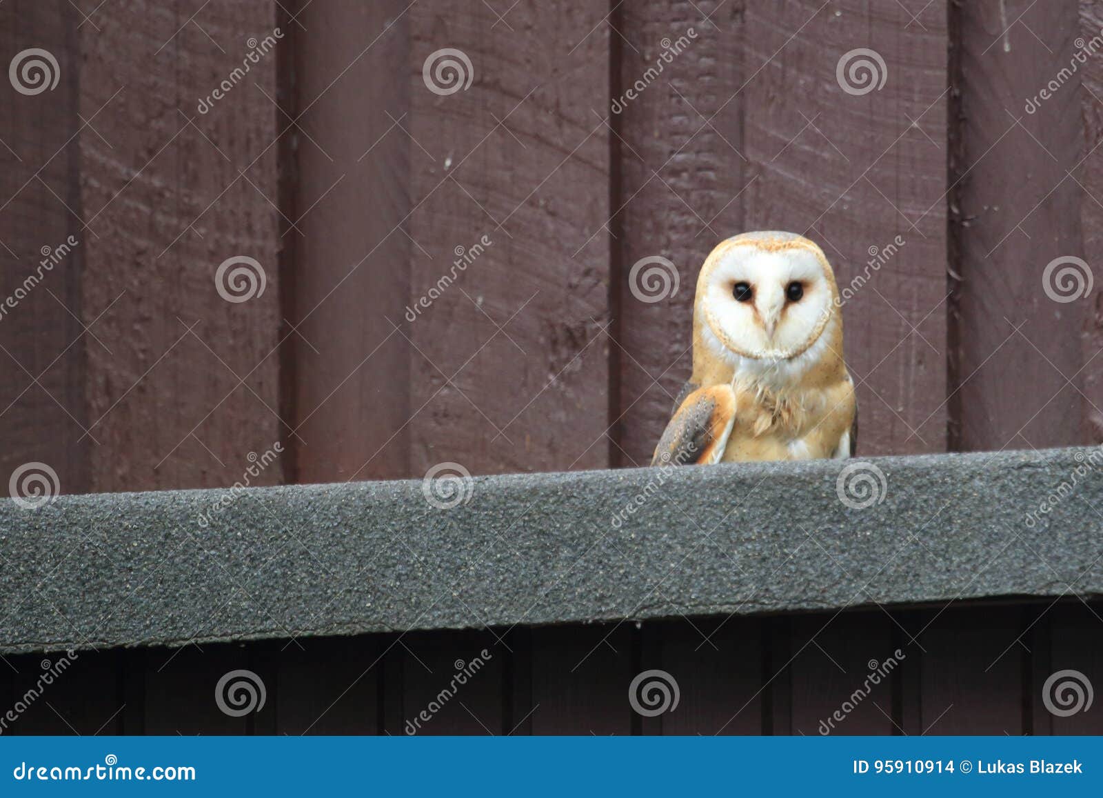 Barn owl stock photo. Image of gazing, barn, europe, building - 95910914