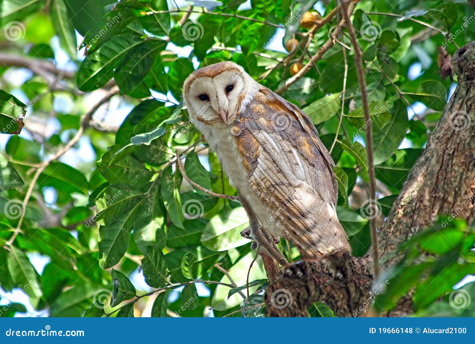 Barn owl on a tree stock photo. Image of watchful, white - 19666148