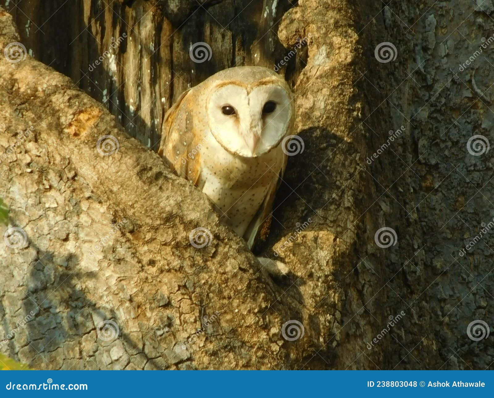 Barn owl in the tree bark stock photo. Image of sipna - 238803048