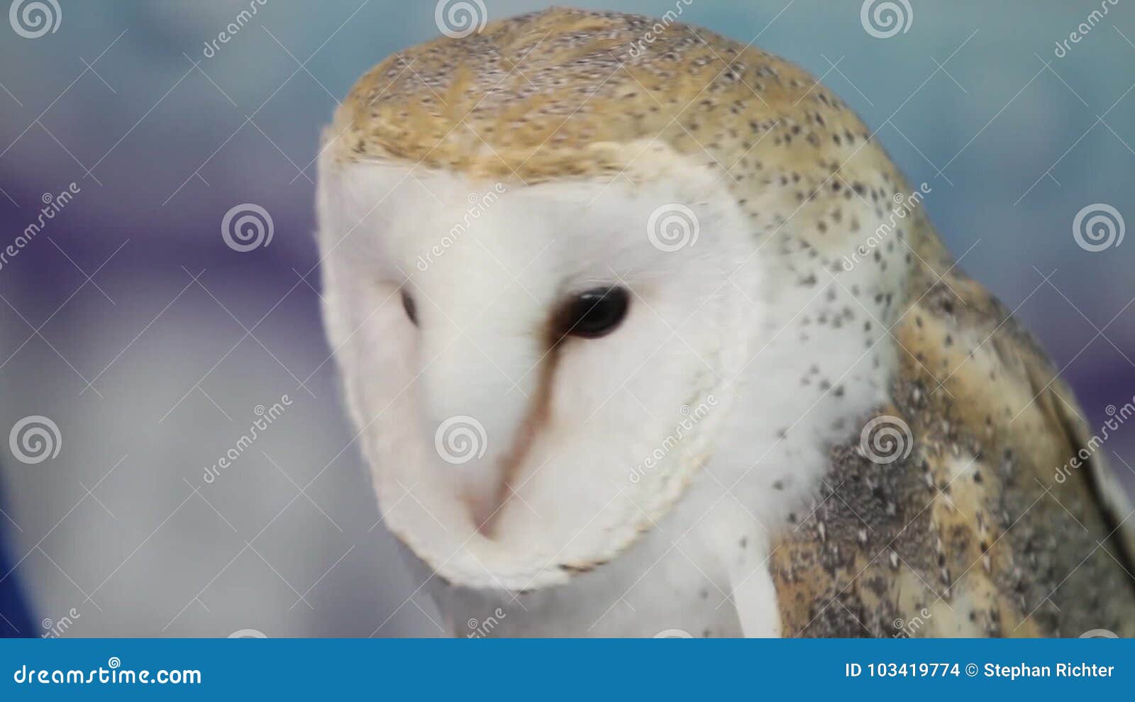 Barn owl turning head stock footage. Video of horizontal - 103419774