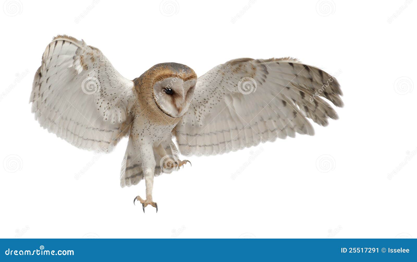 Barn Owl, Tyto Alba, 4 Months Old, Flying Stock Image - Image of studio ...