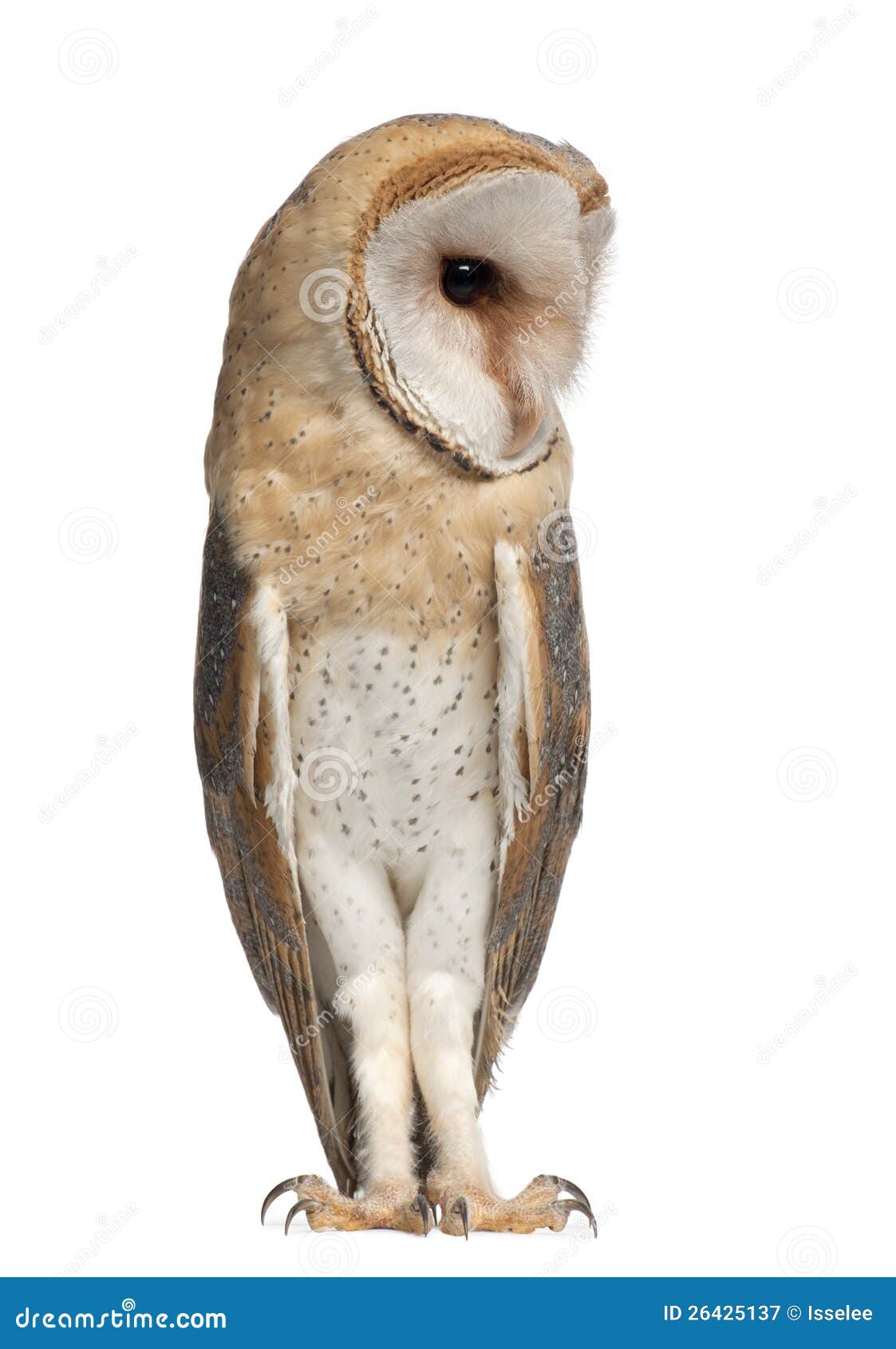 Barn Owl, Tyto Alba, 4 Months Old, Standing Stock Image - Image of ...