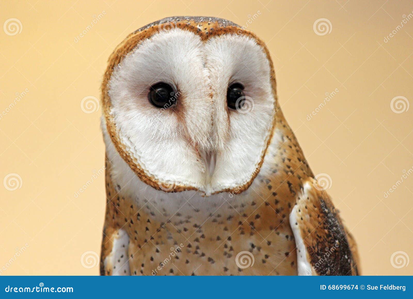Barn Owl stock photo. Image of raptor, barn, birds, bird - 68699674