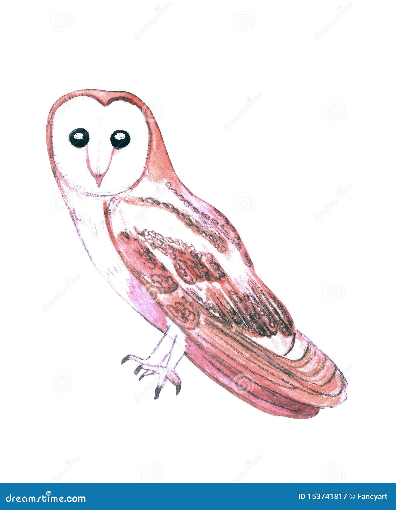 Barn Owl Tyto Alba Flying Front View. Ink Black And White Doodle ...