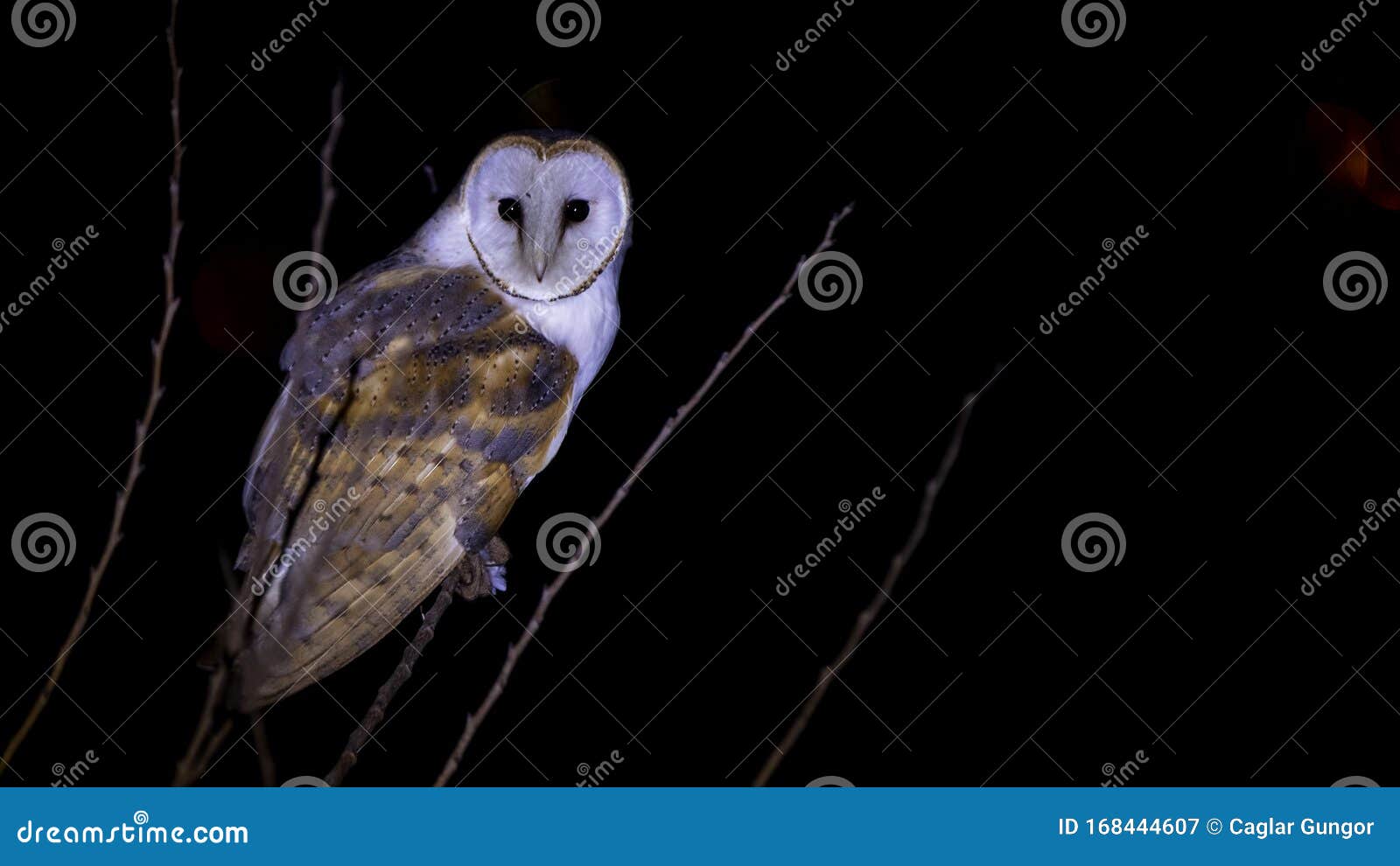 Barn Owl on Tree Stem at Night Stock Image - Image of perching, nature ...
