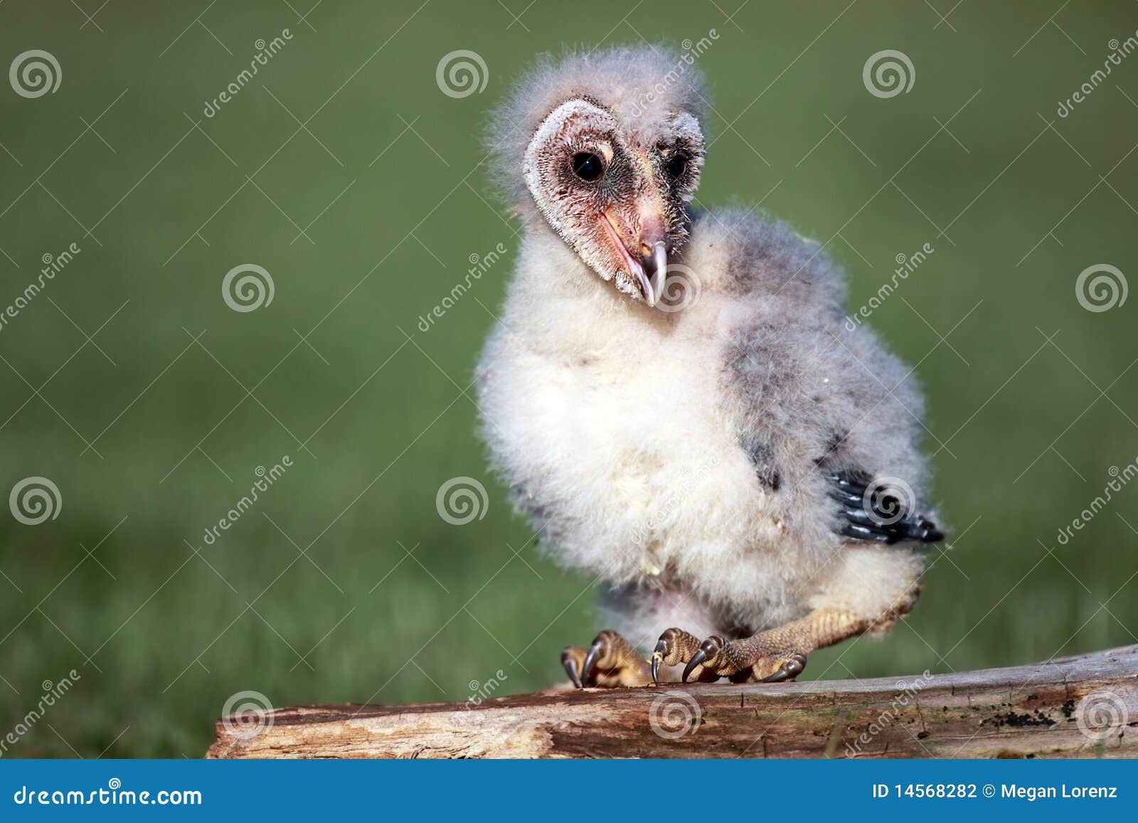 Barn Owlet stock photo. Image of young, wild, nature - 14568282