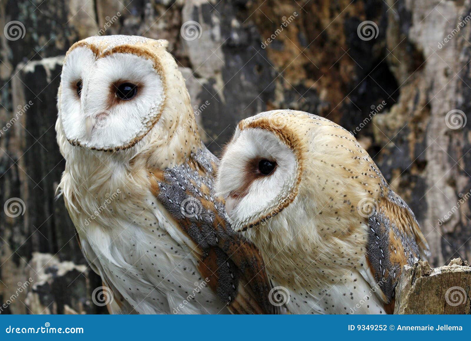 Barn owls stock photo. Image of barn, macro, nocturnal - 9349252