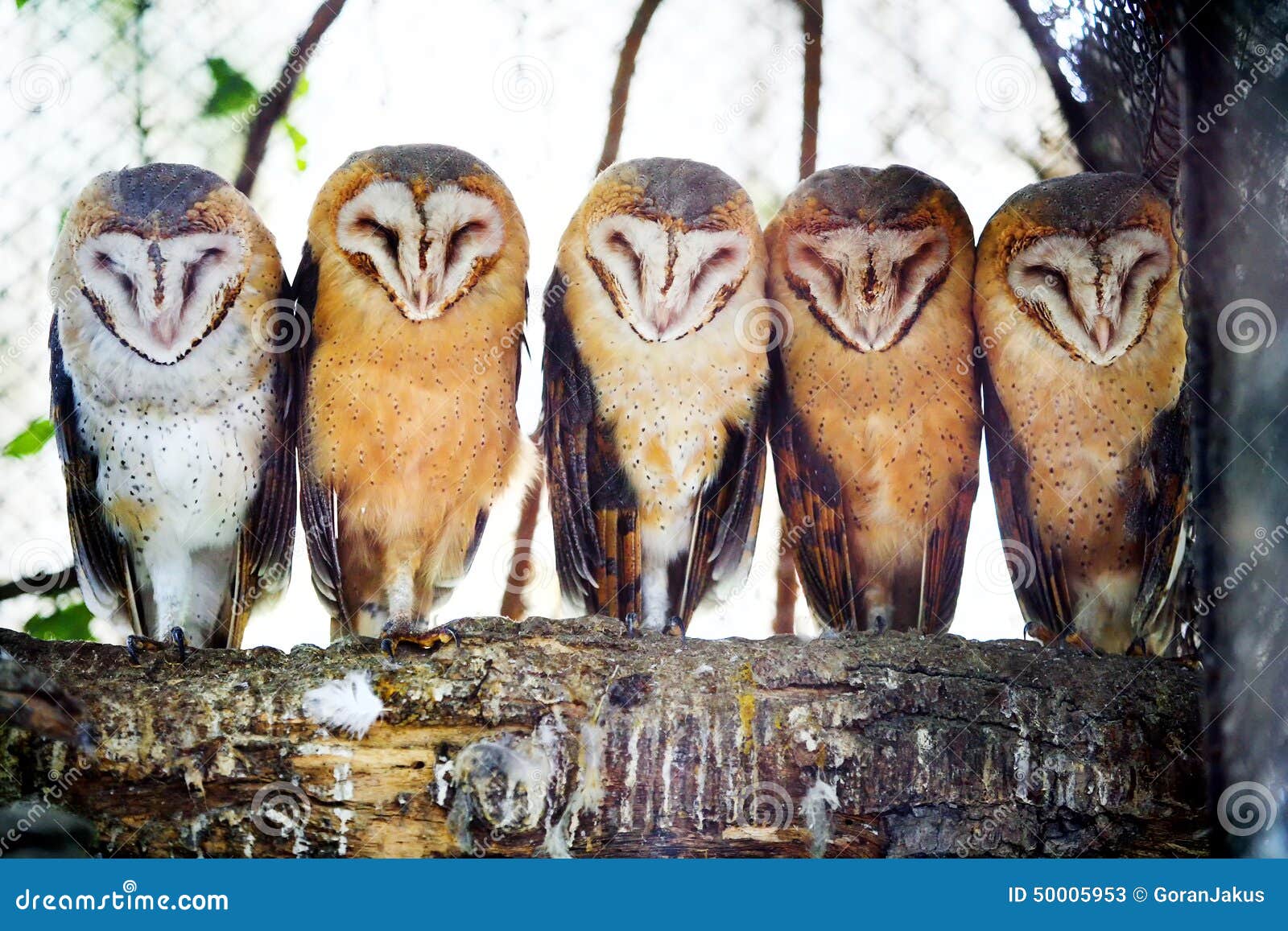 Barn owls on tree branch stock image. Image of face, daylight - 50005953