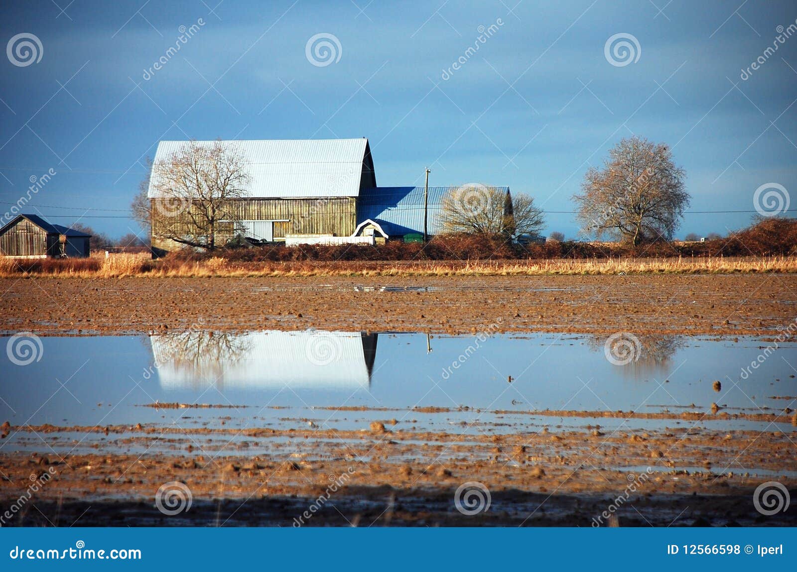 Barn Reflected On Flooded Farm Picture. Image: 12566598