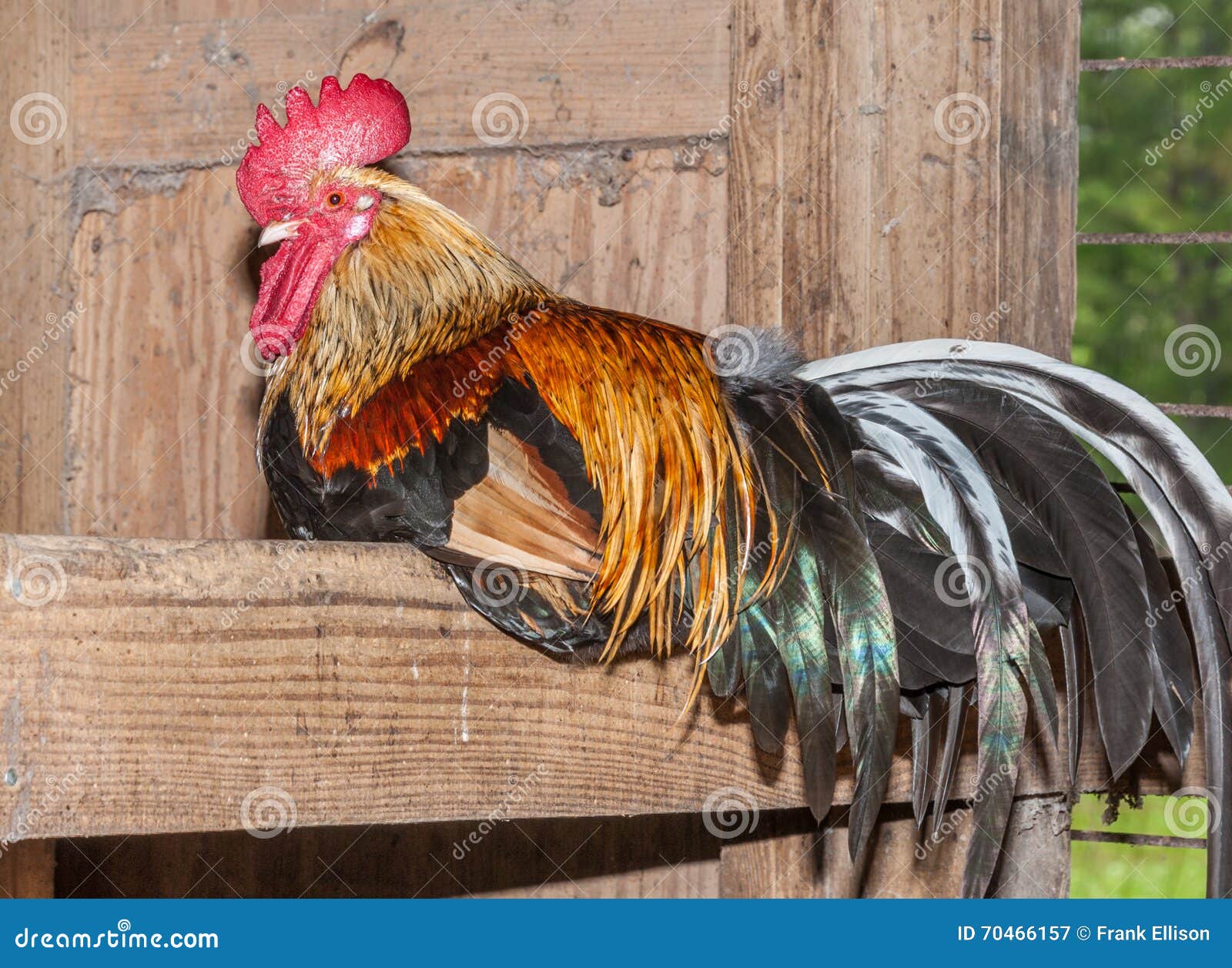 Barn Rooster stock image. Image of rail, chicken, rooster - 70466157