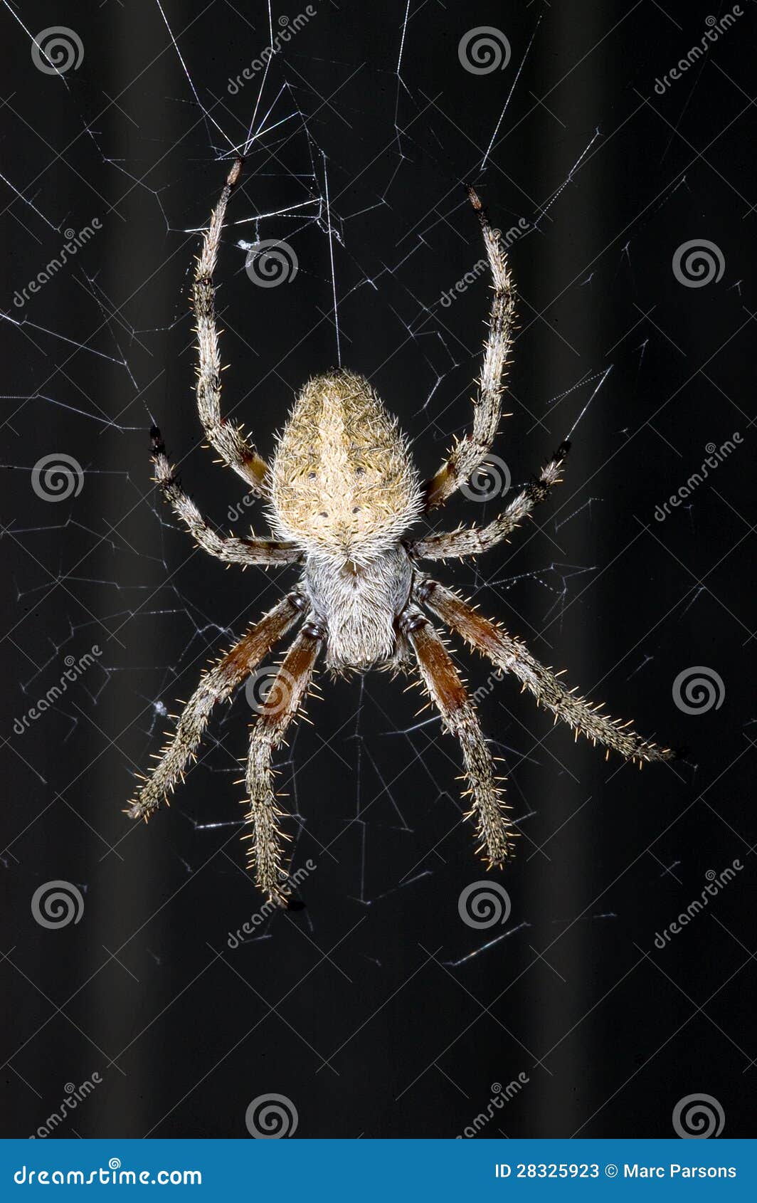 363 Barn Spider Web Photos - Free & Royalty-Free Stock Photos from ...