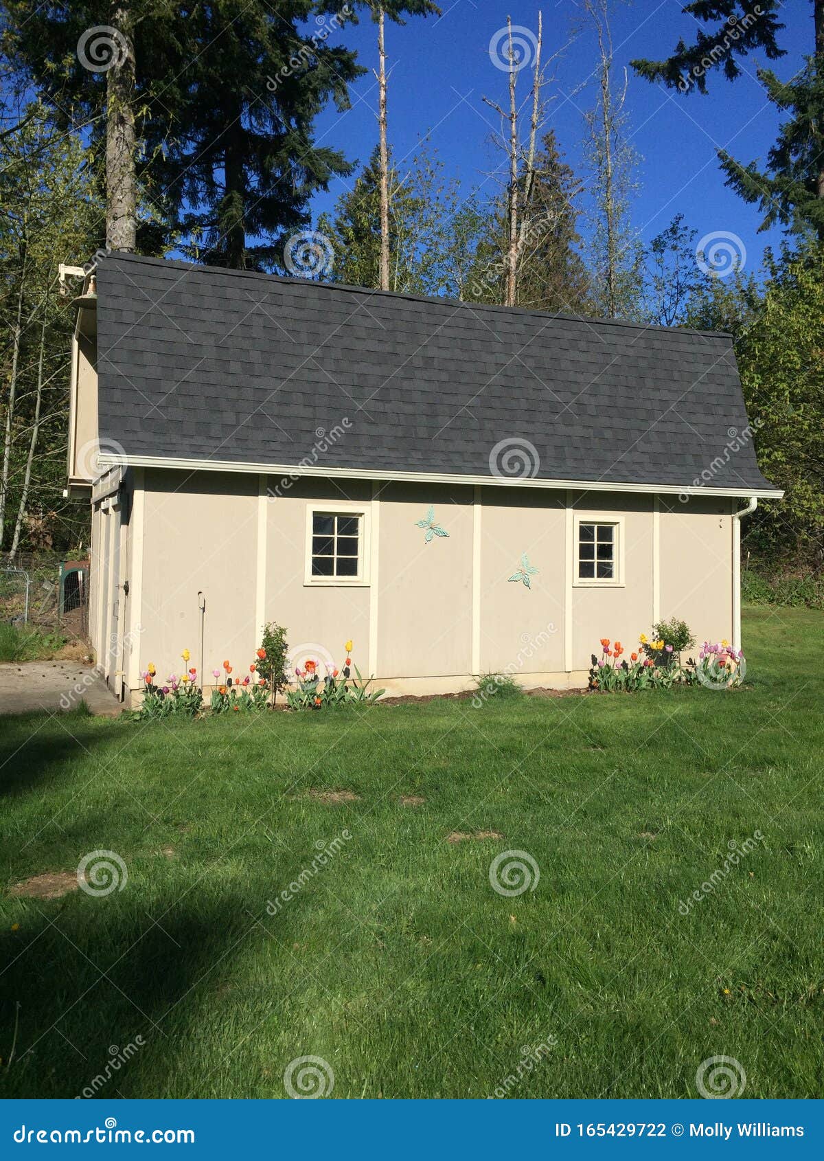 Barn in spring stock photo. Image of barn, color, multi - 165429722