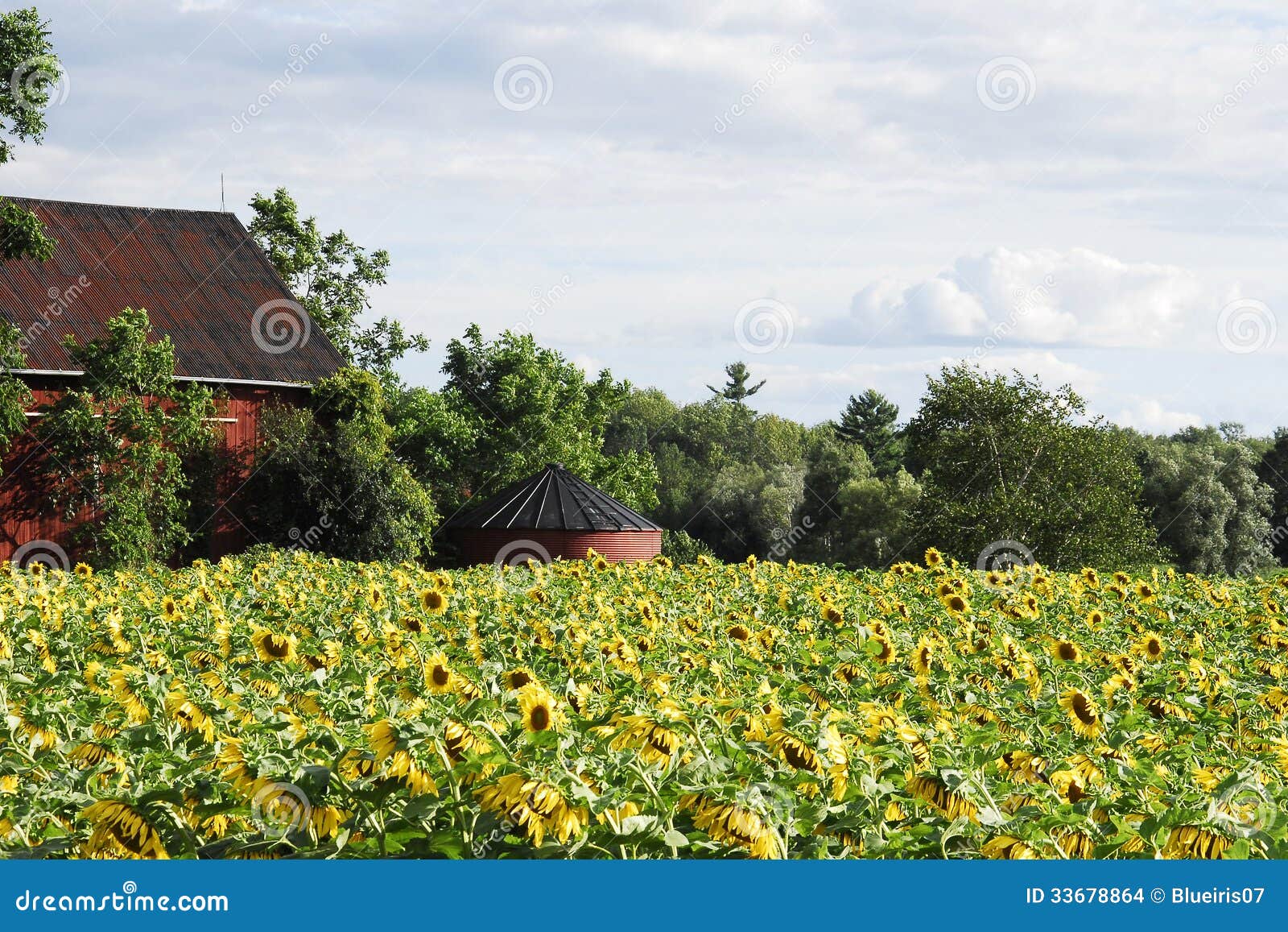 Barn and Sunflowers stock photo. Image of barn, farm - 33678864