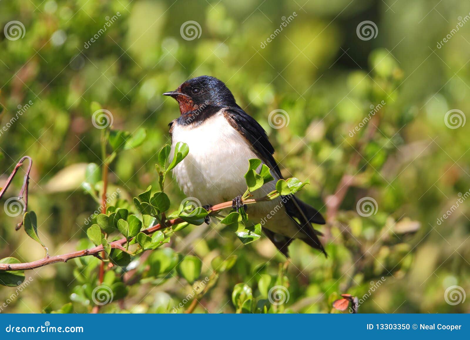 Barn Swallow stock photo. Image of town, barn, birds - 13303350