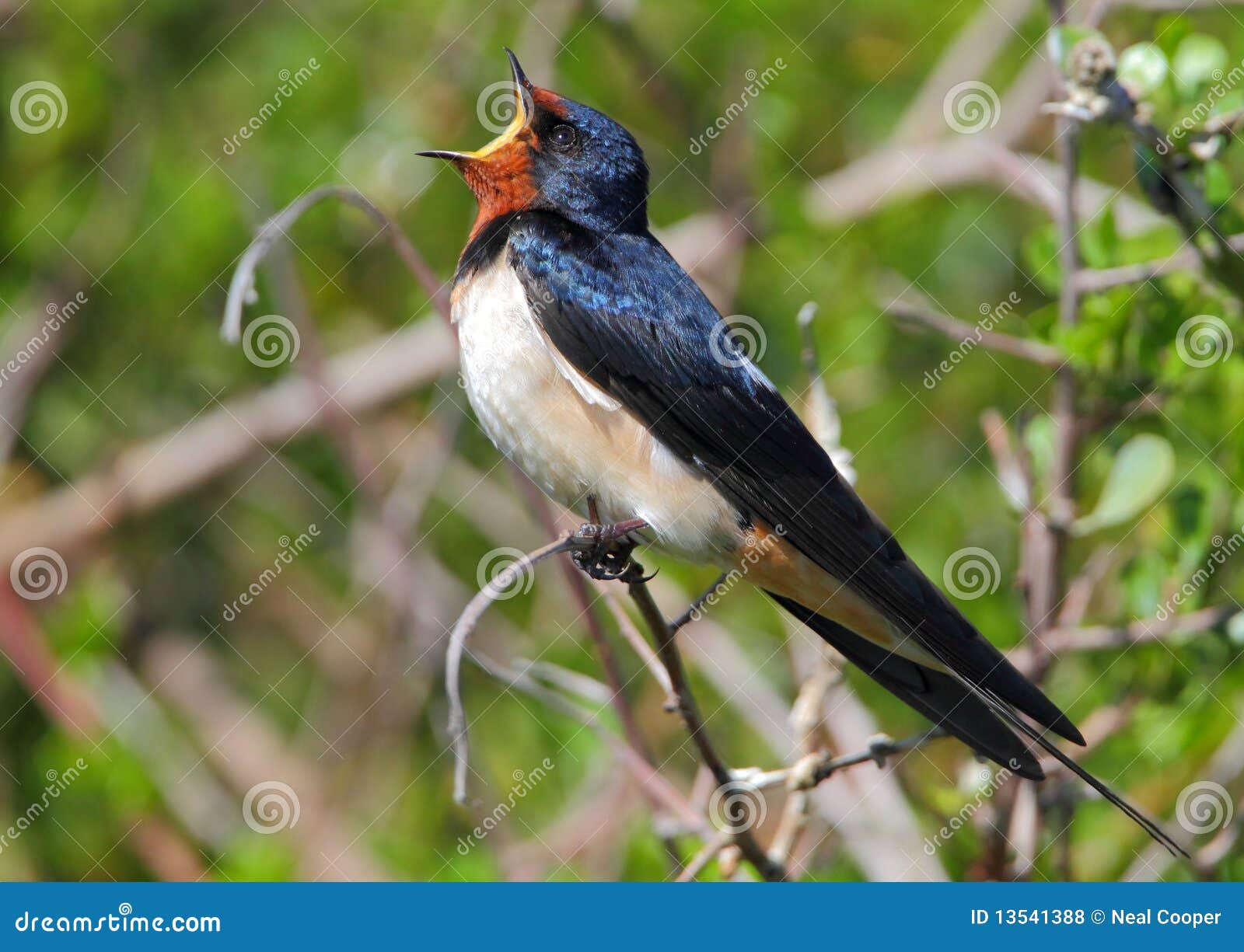 Barn Swallow Nest Royalty-Free Stock Photography | CartoonDealer.com ...