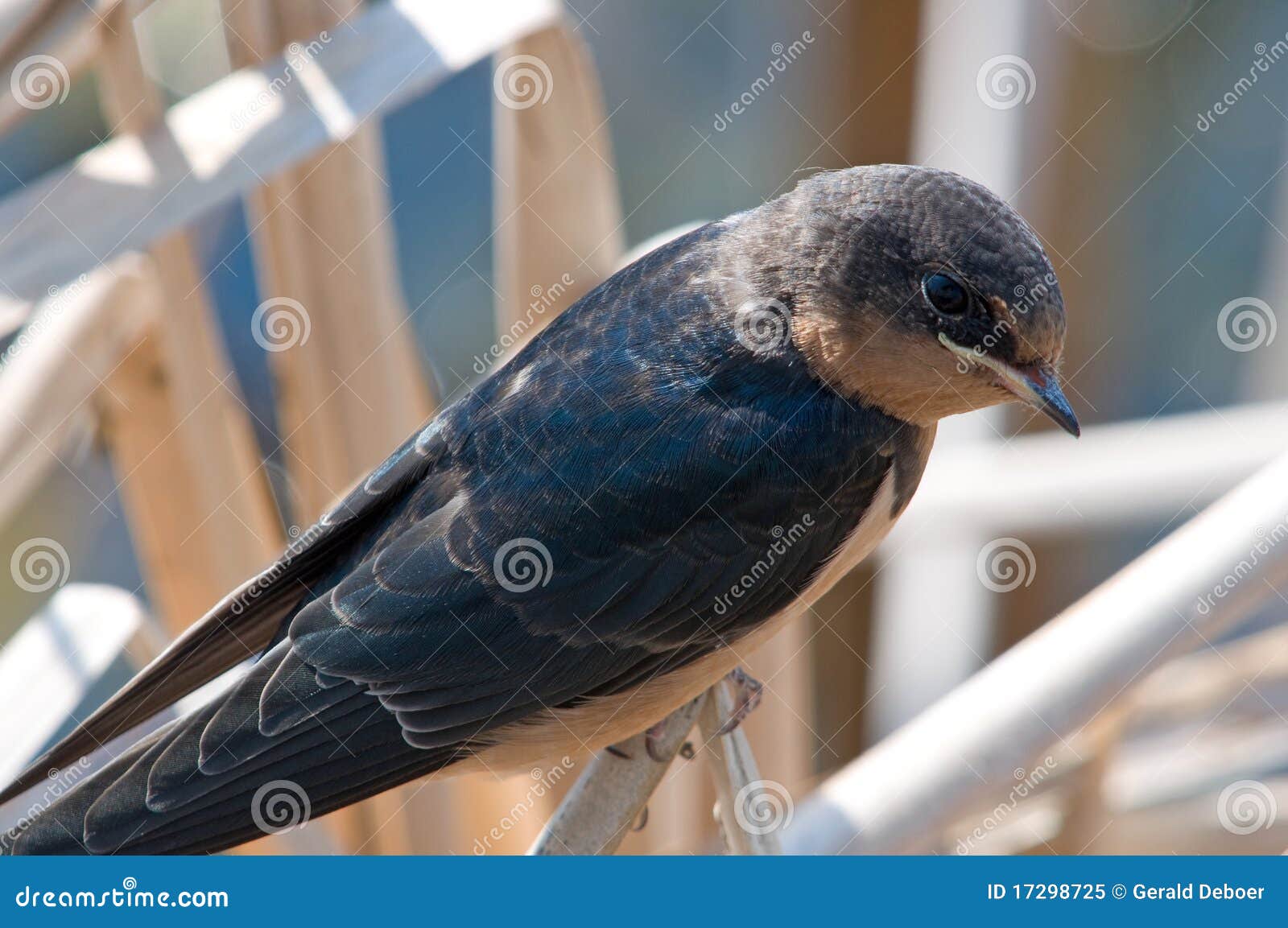 Barn Swallow stock image. Image of nature, migrant, animal - 17298725