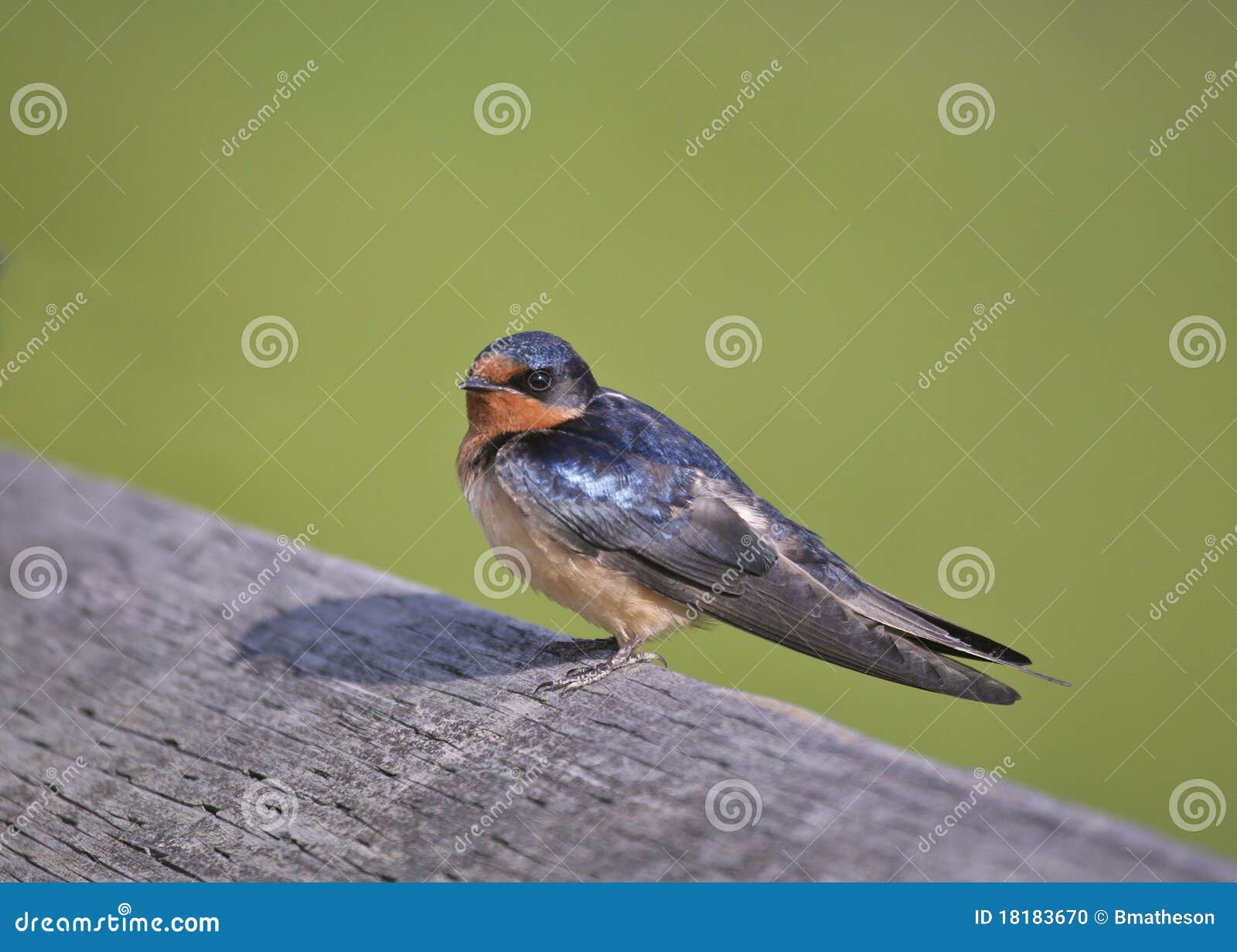 Barn Swallow stock photo. Image of farm, swallow, united - 18183670