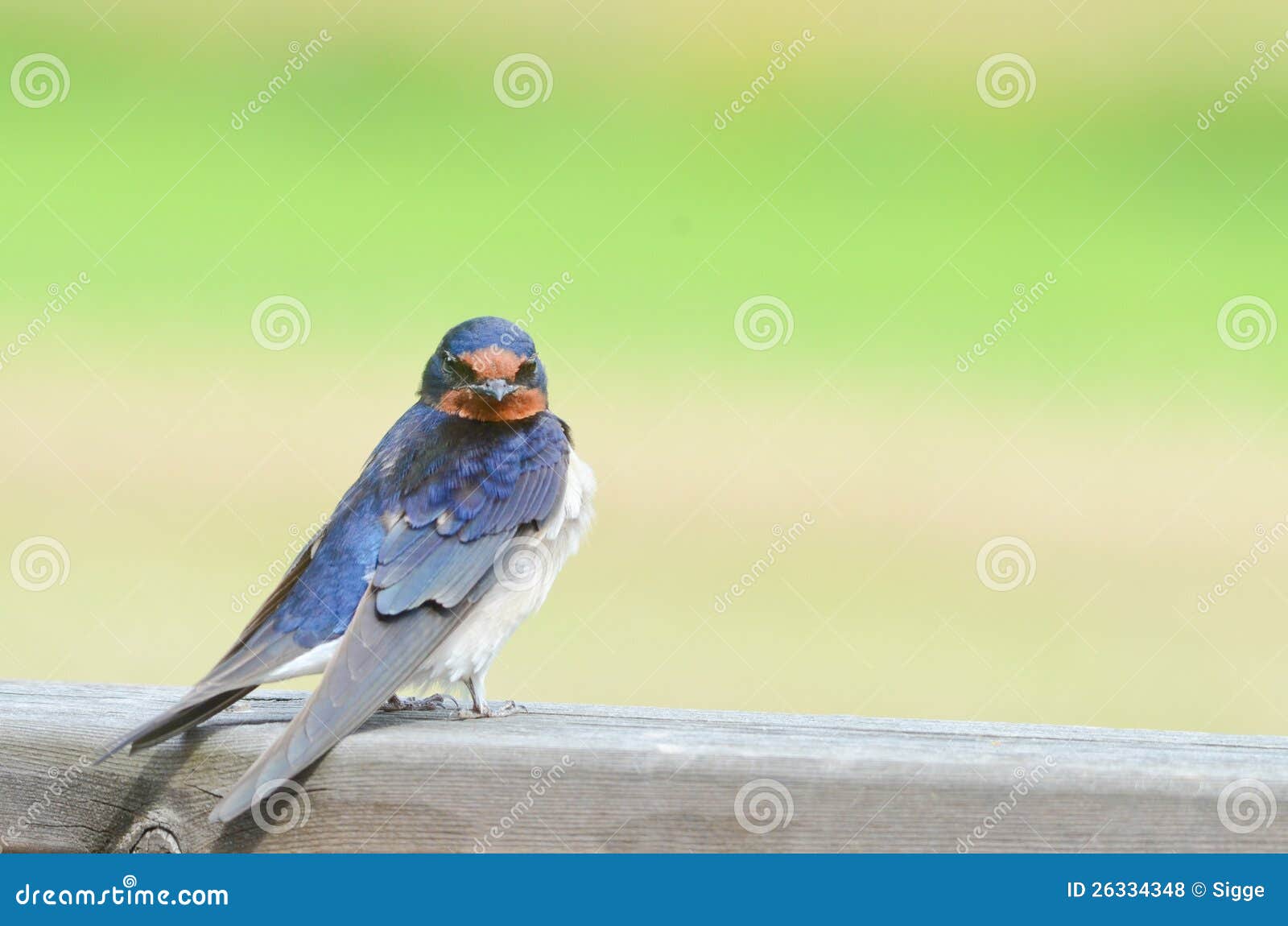 Barn Swallow stock photo. Image of ornithology, rustica - 26334348