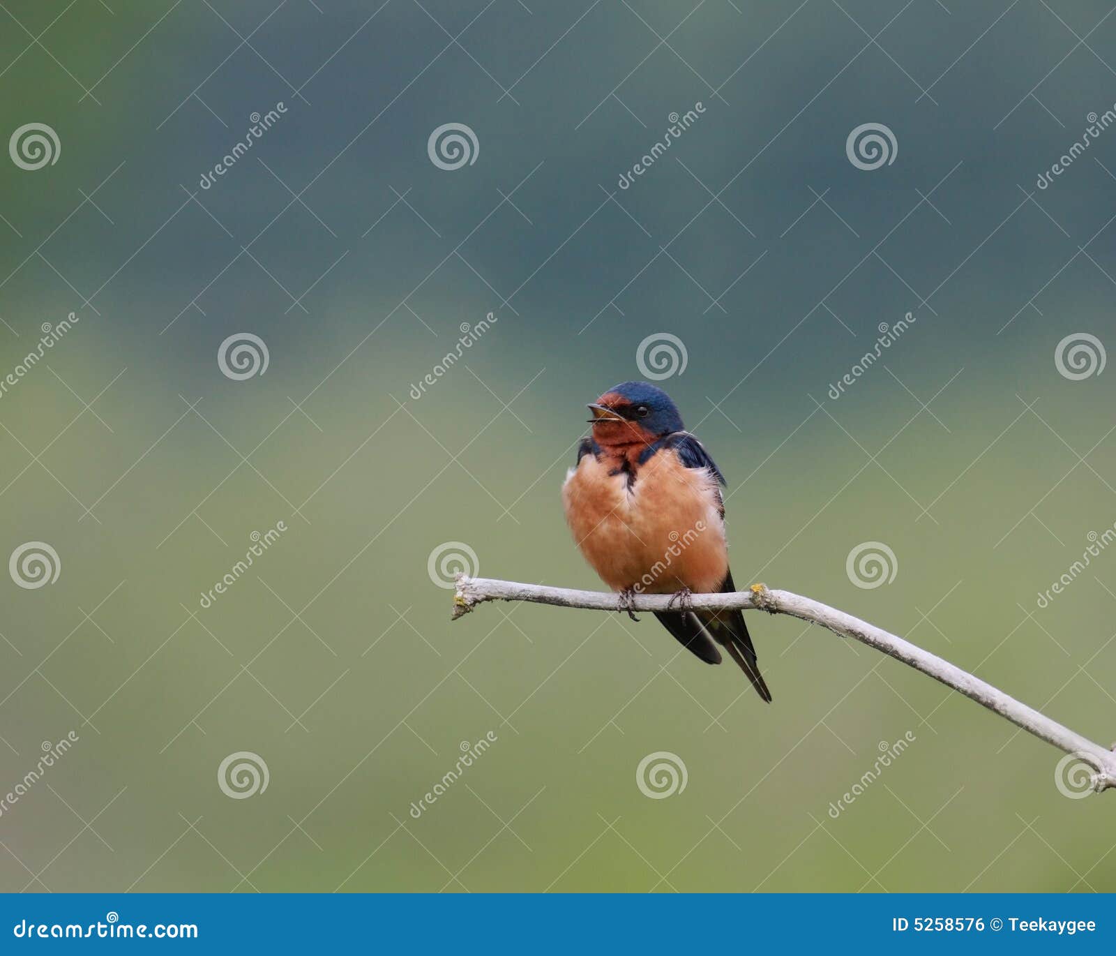 Barn swallow stock photo. Image of talking, hirundo, beak - 5258576