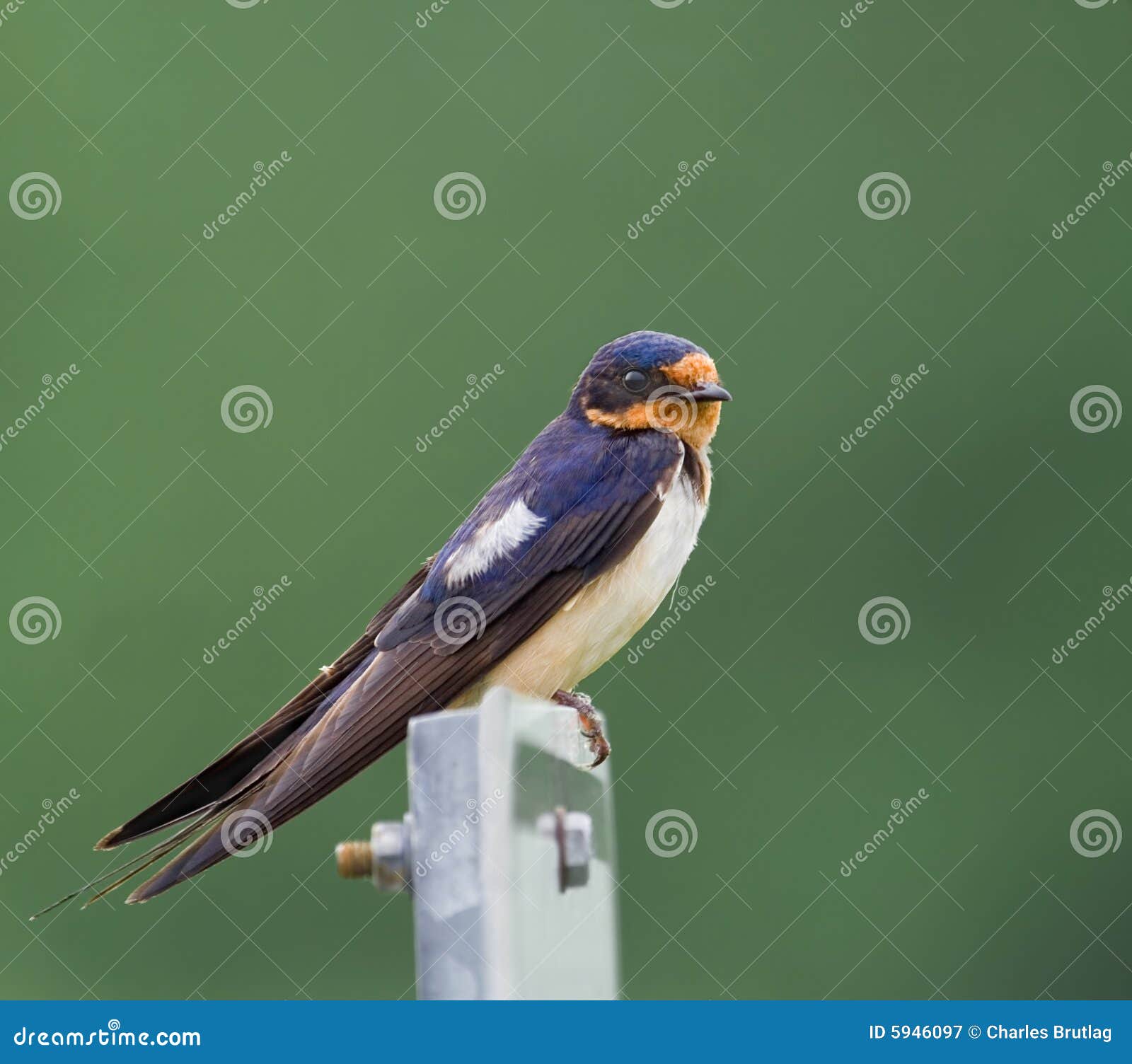 Barn Swallow stock image. Image of close, rustica, beak - 5946097