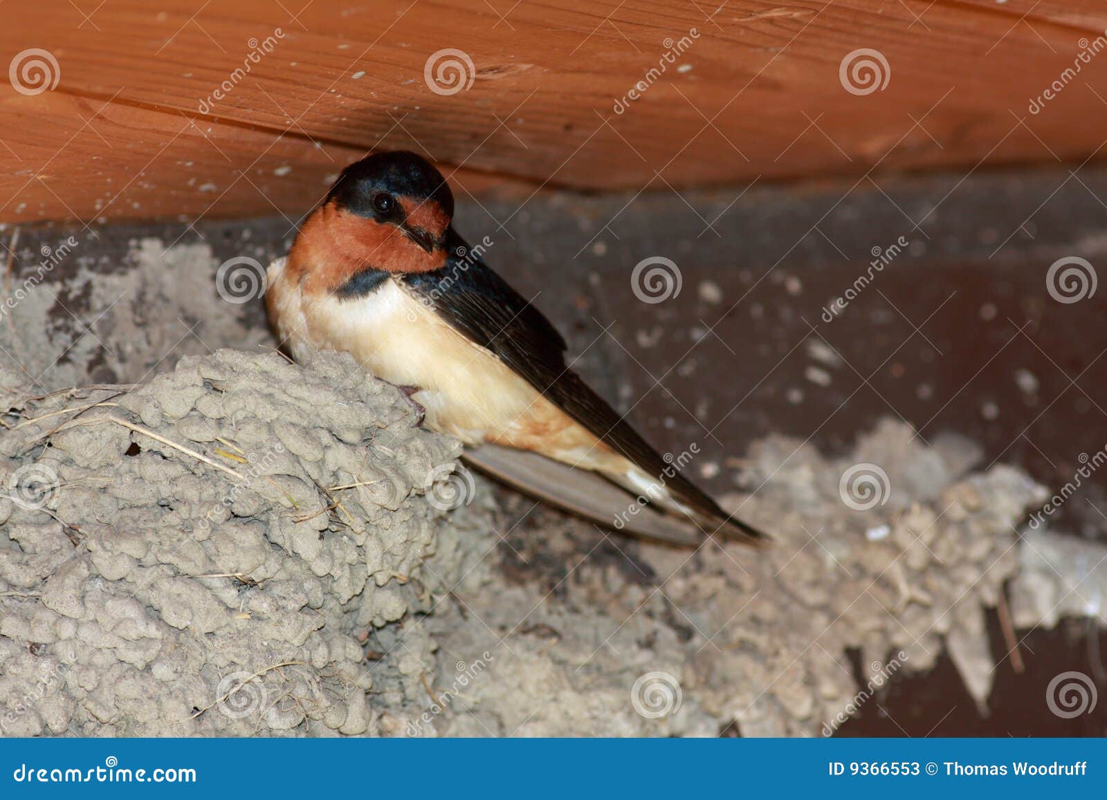 Barn swallow stock image. Image of nest, small, tiny, nature - 9366553