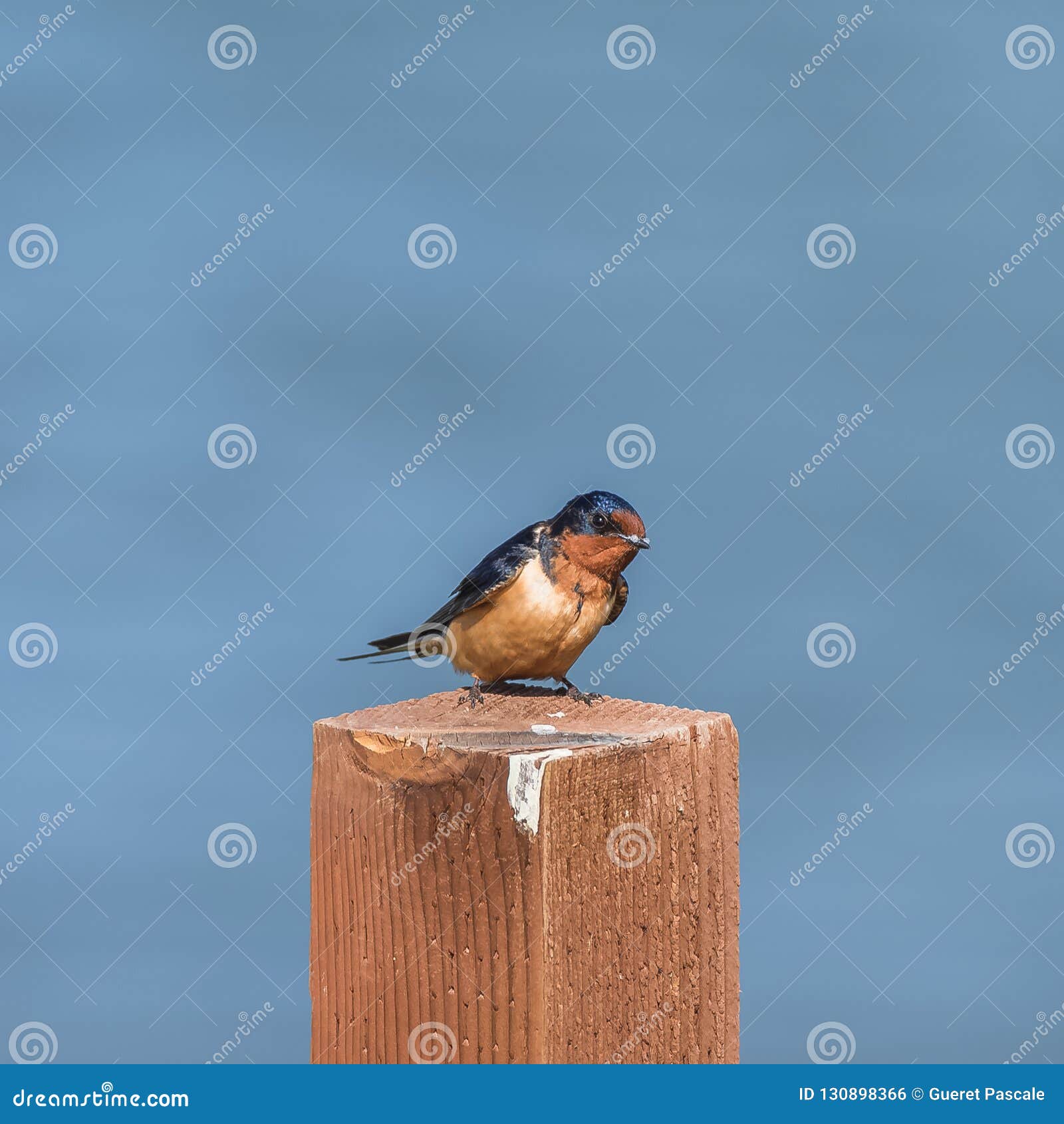 Barn Swallow stock photo. Image of nature, feather, small - 130898366