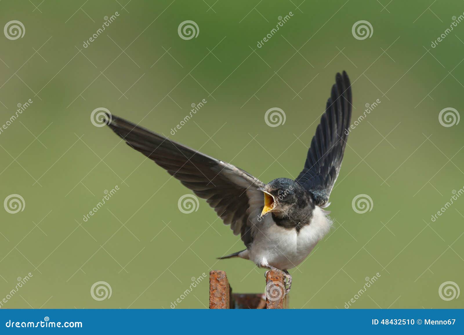 Barn Swallow stock photo. Image of perching, hirundo - 48432510