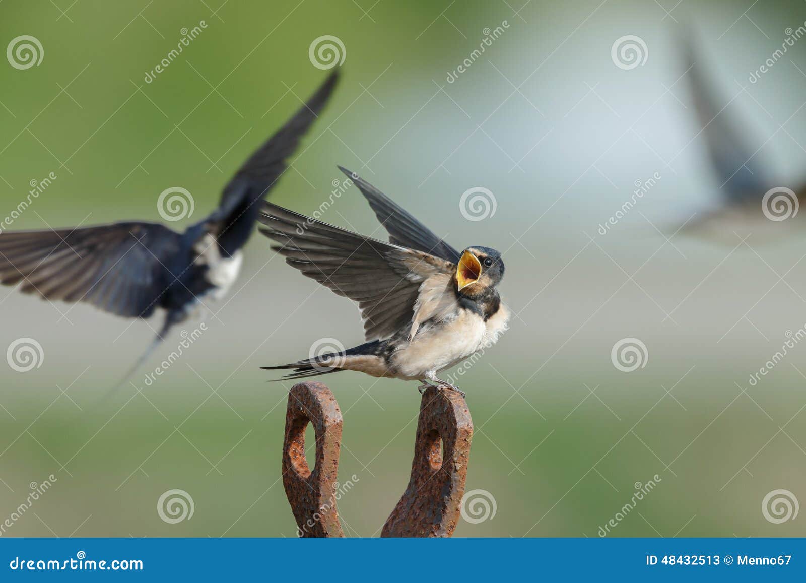 Barn Swallow stock image. Image of nice, feeding, bird - 48432513