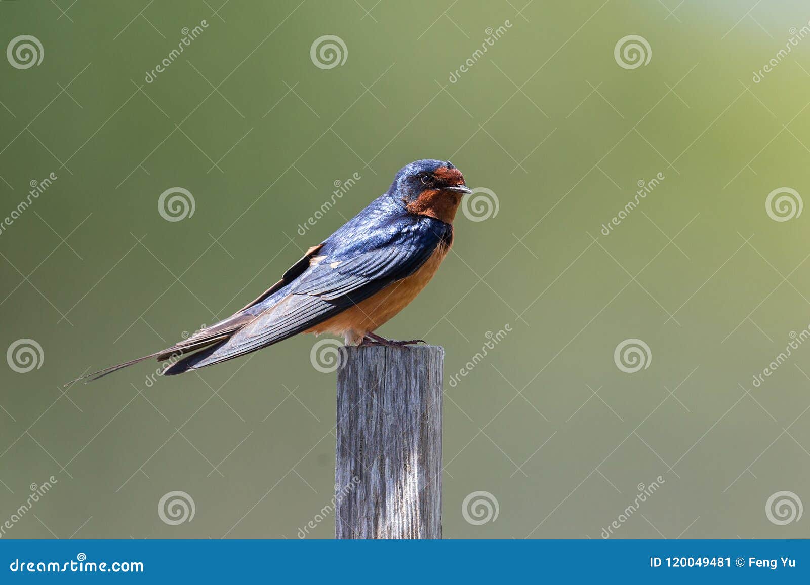Barn swallow bird stock image. Image of nature, swallow - 120049481