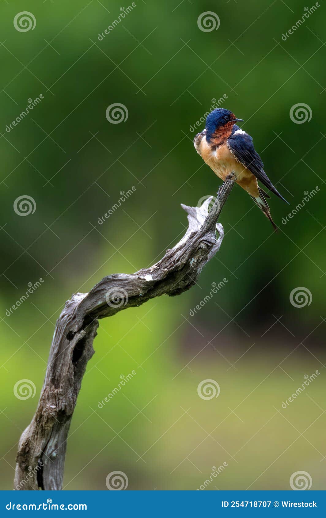 Barn Swallow Bird Perching on a Dead Branch, Selective Focus Stock ...