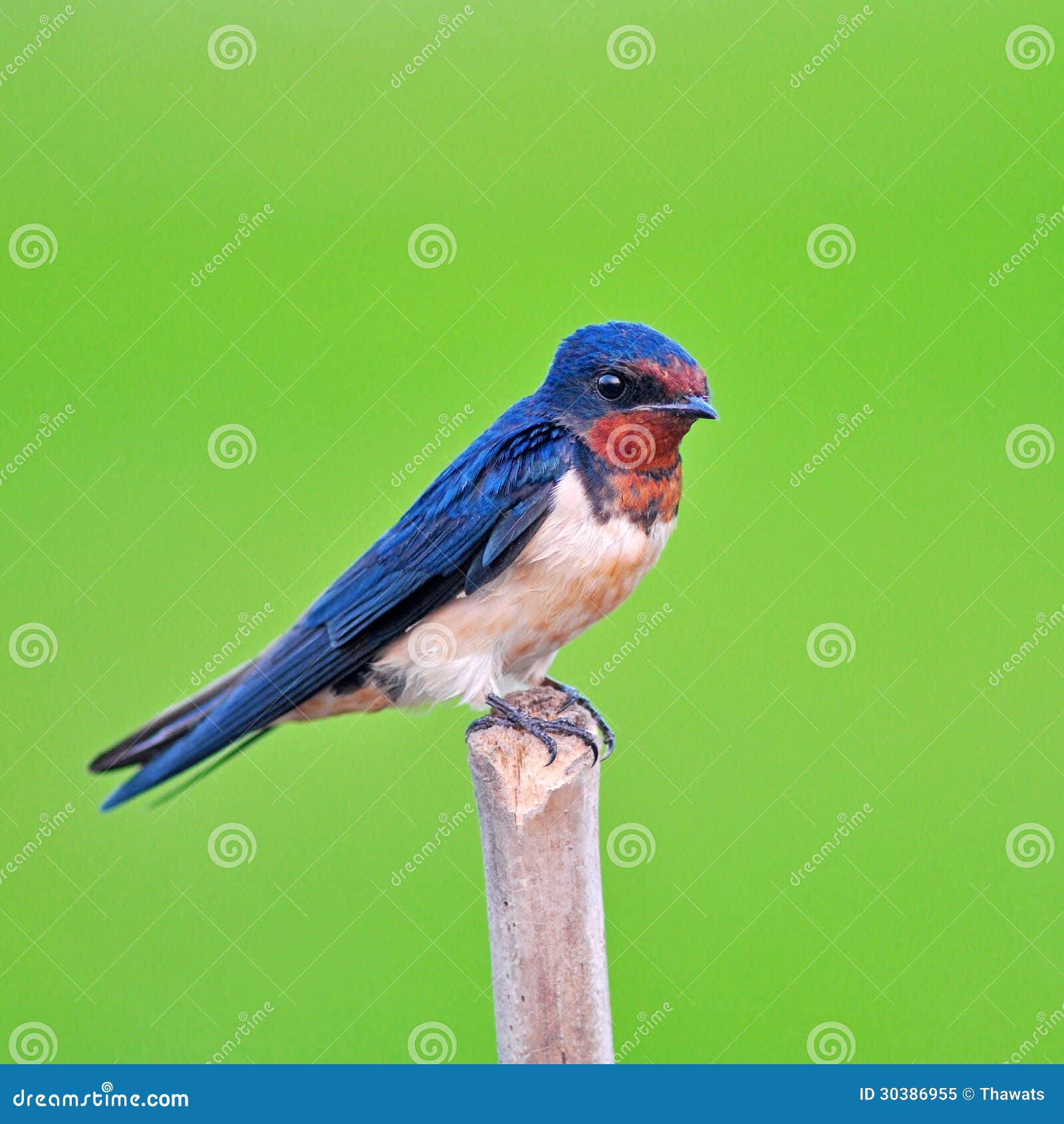 Barn swallow bird stock image. Image of barn, environment - 30386955