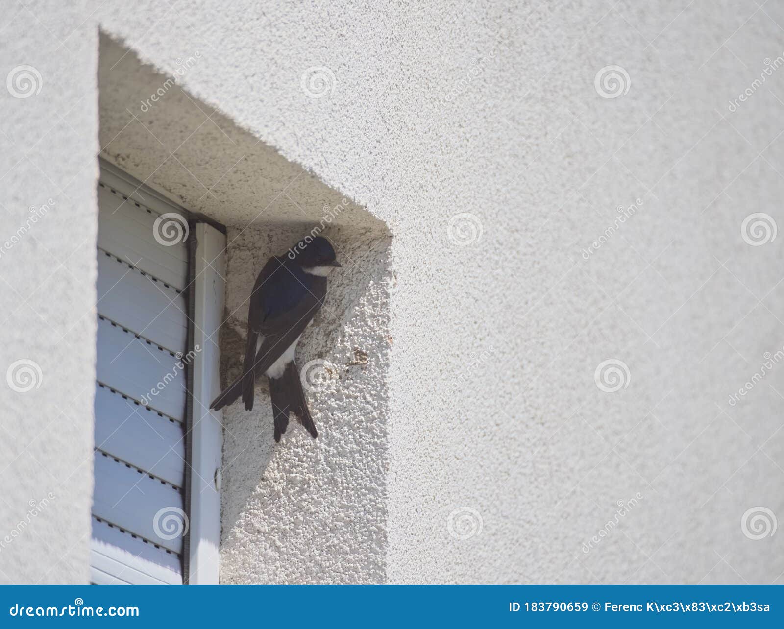 Barn Swallow Building Nest stock image. Image of corner - 183790659